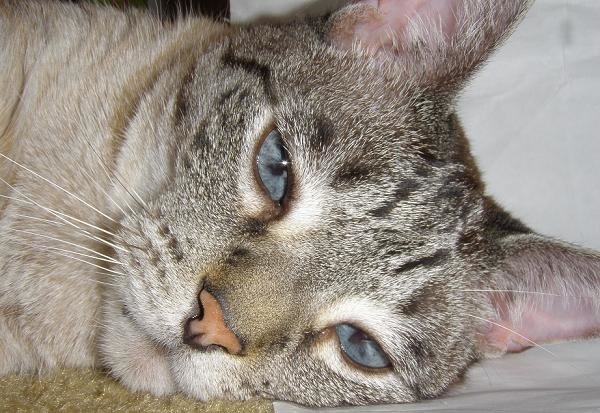 Tabby Cat - Desktop Wallpapers, Phone Wallpaper, PFP, Gifs, and More!