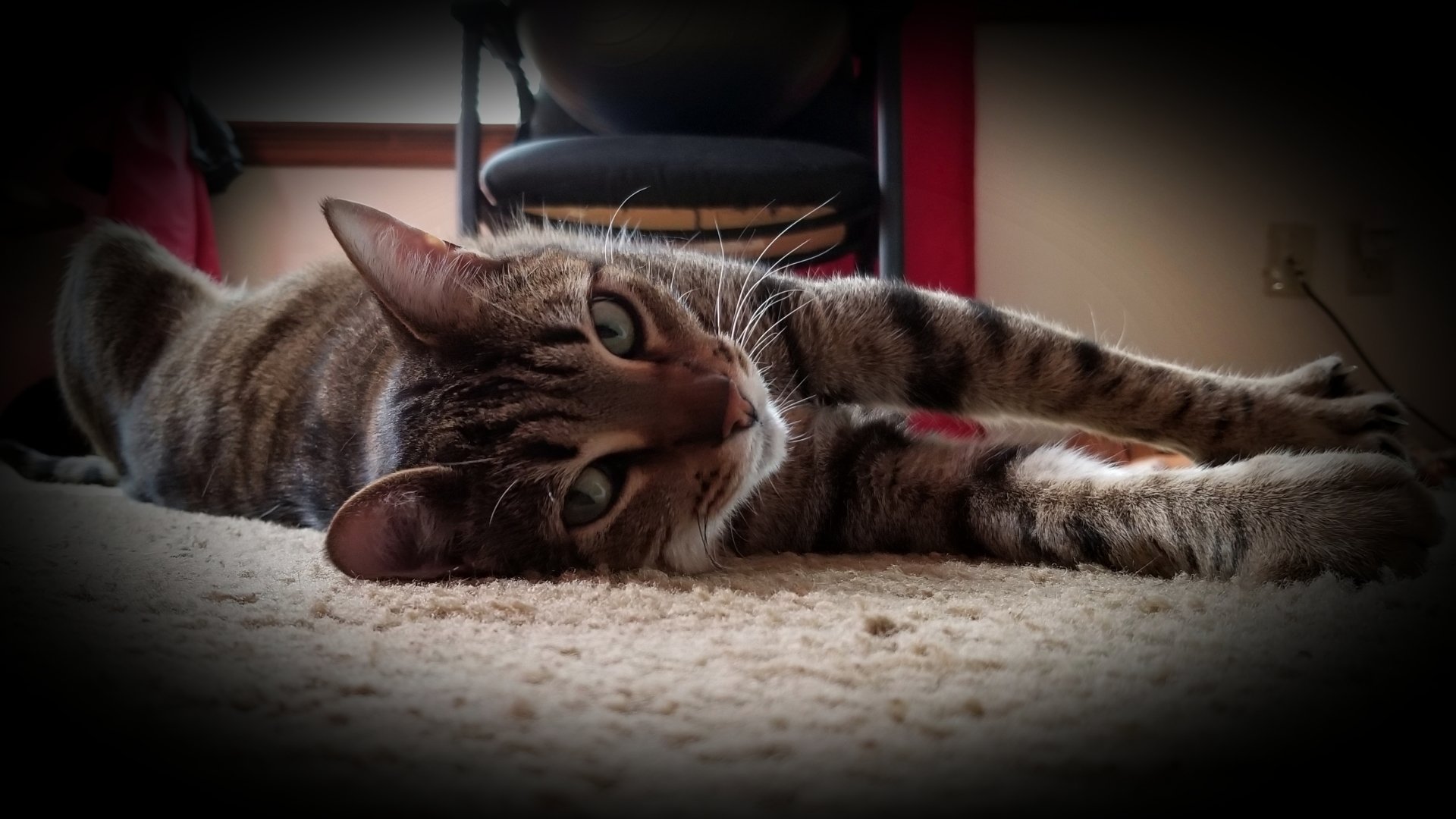 Tabby Cat - Desktop Wallpapers, Phone Wallpaper, PFP, Gifs, and More!