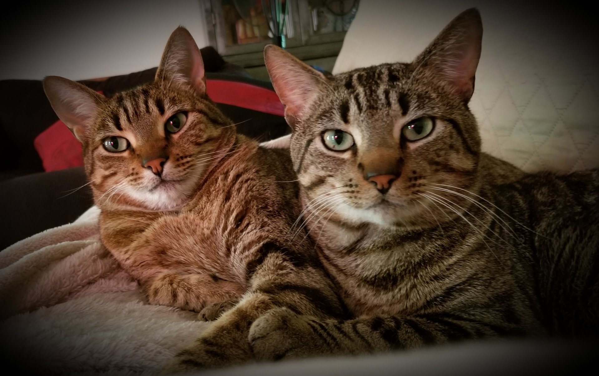 Tabby Cat - Desktop Wallpapers, Phone Wallpaper, PFP, Gifs, and More!