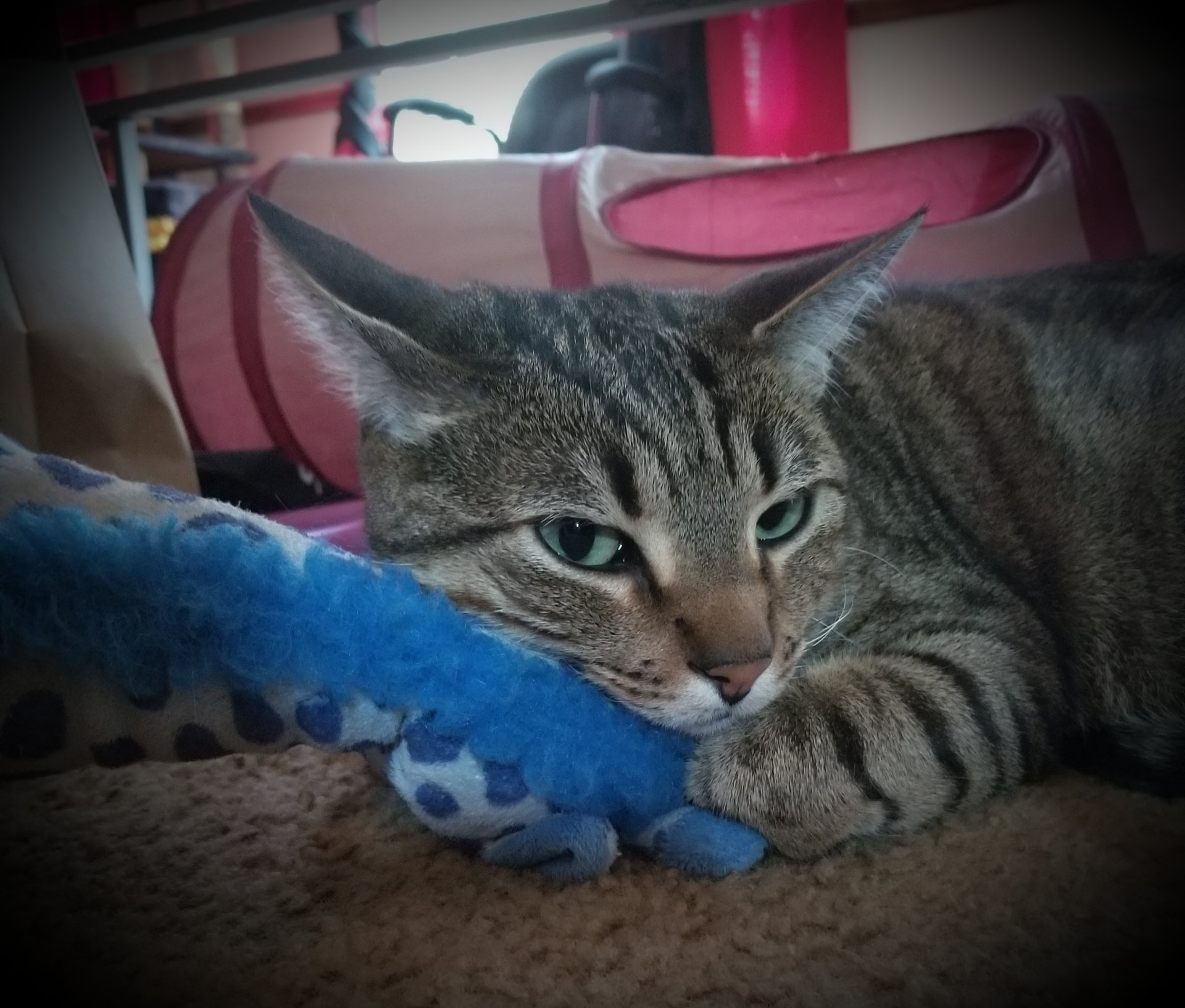 Tabby Cat - Desktop Wallpapers, Phone Wallpaper, PFP, Gifs, and More!