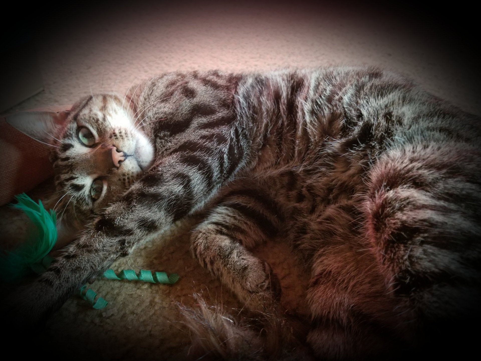 Tabby Cat - Desktop Wallpapers, Phone Wallpaper, PFP, Gifs, and More!