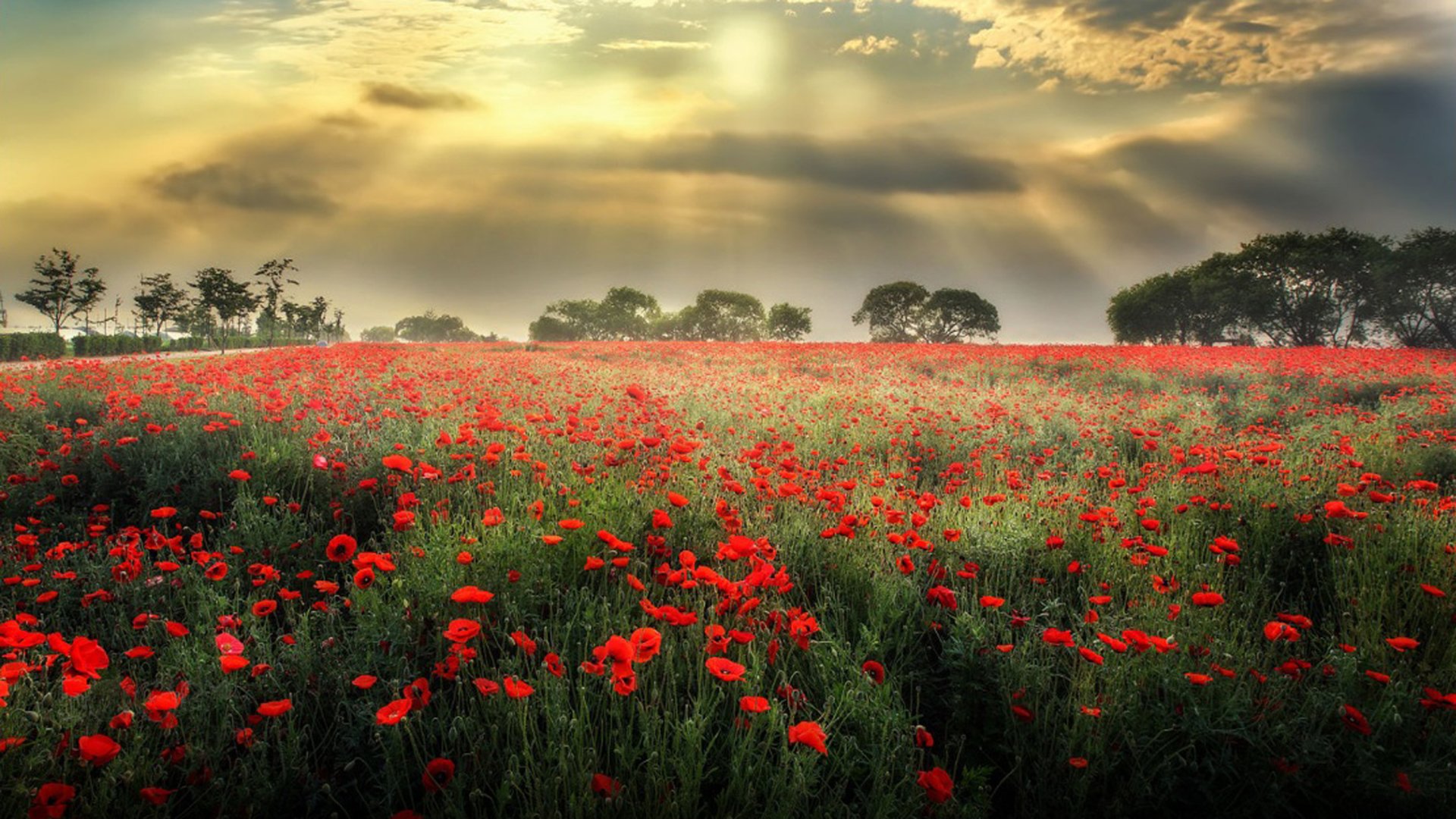 Sun Rays through Clouds over Poppy Field Image - ID: 348563 - Image Abyss