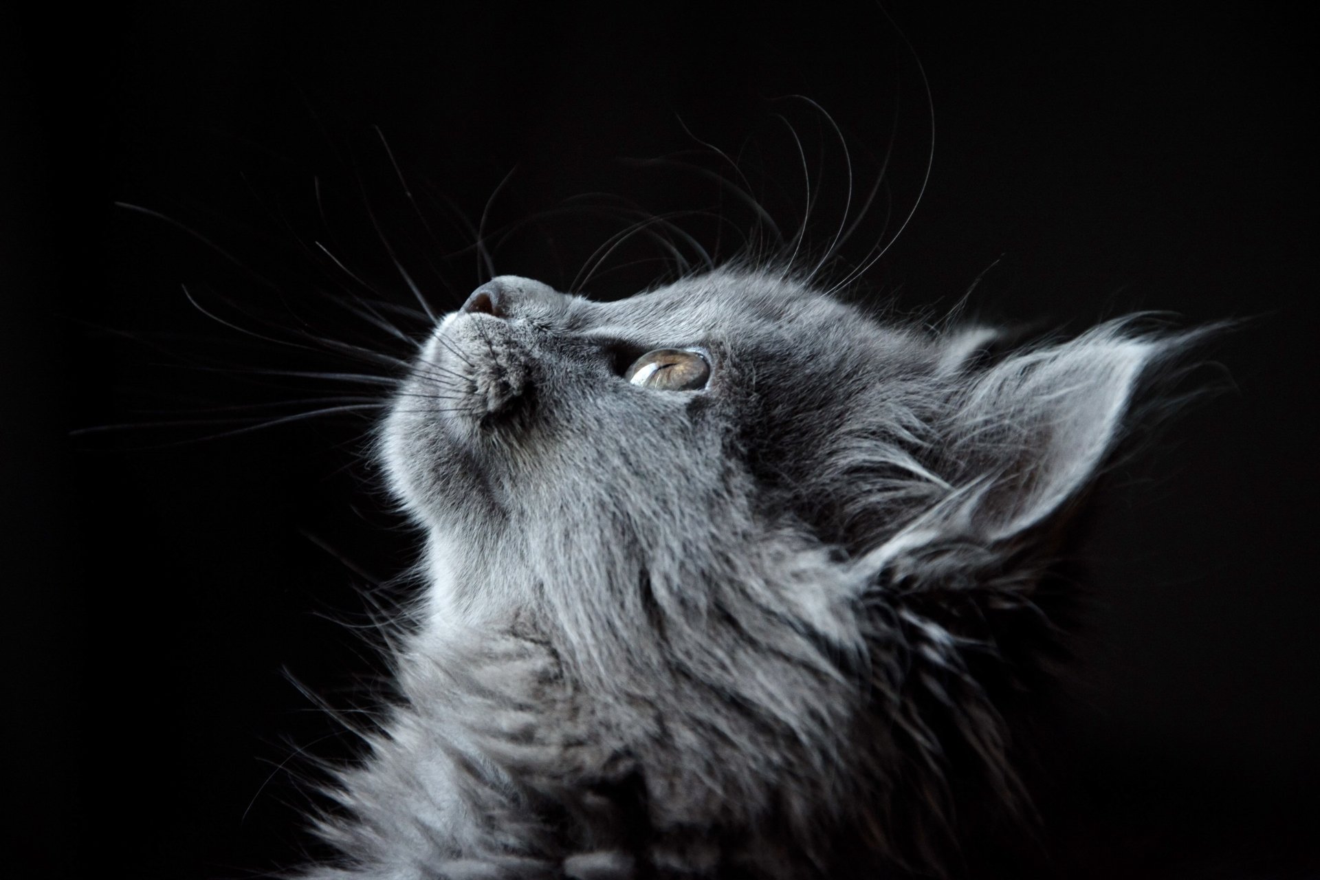 Download Grey Animal Cat Image