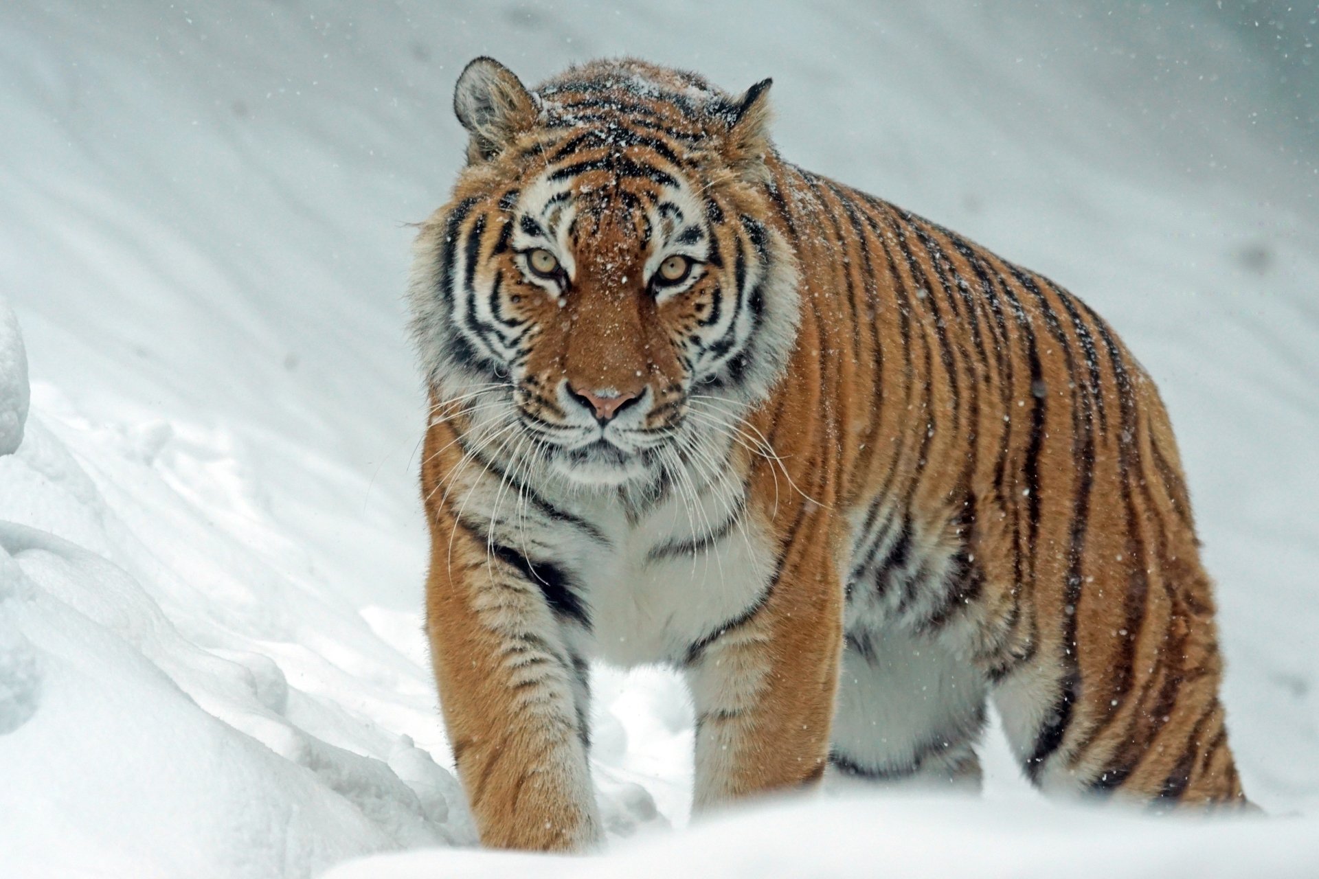 Download Winter Snow Siberian Tiger Animal Tiger Image