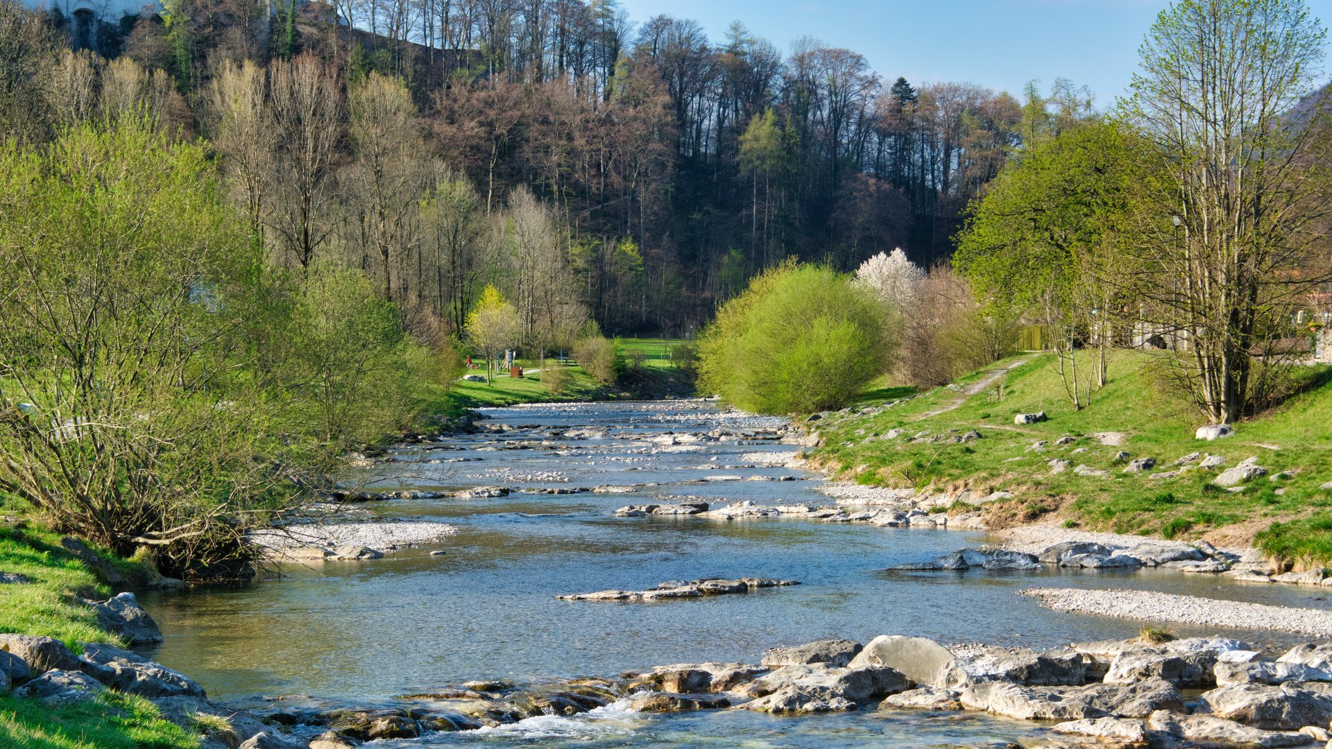 Download Tree Spring Nature River Image