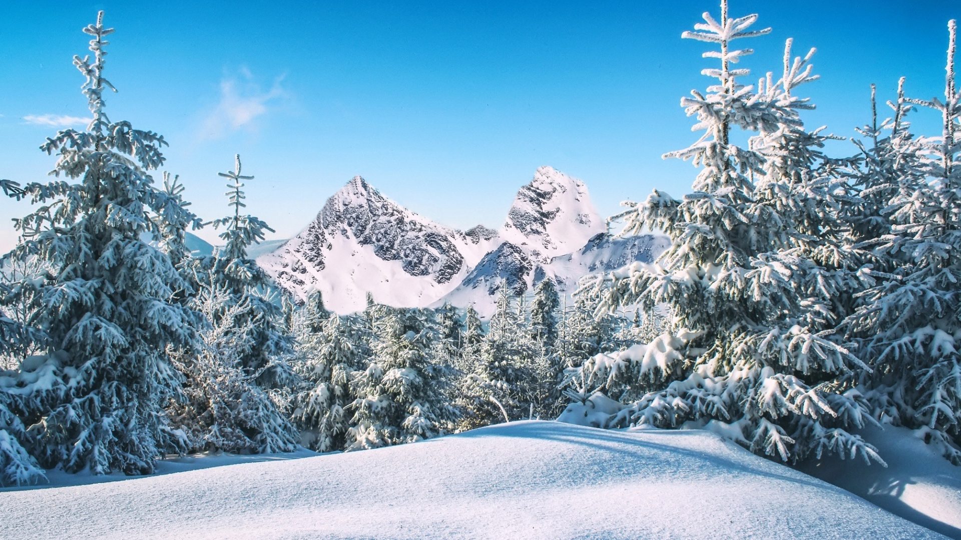 Download Snow Pine Forest Nature Winter Image