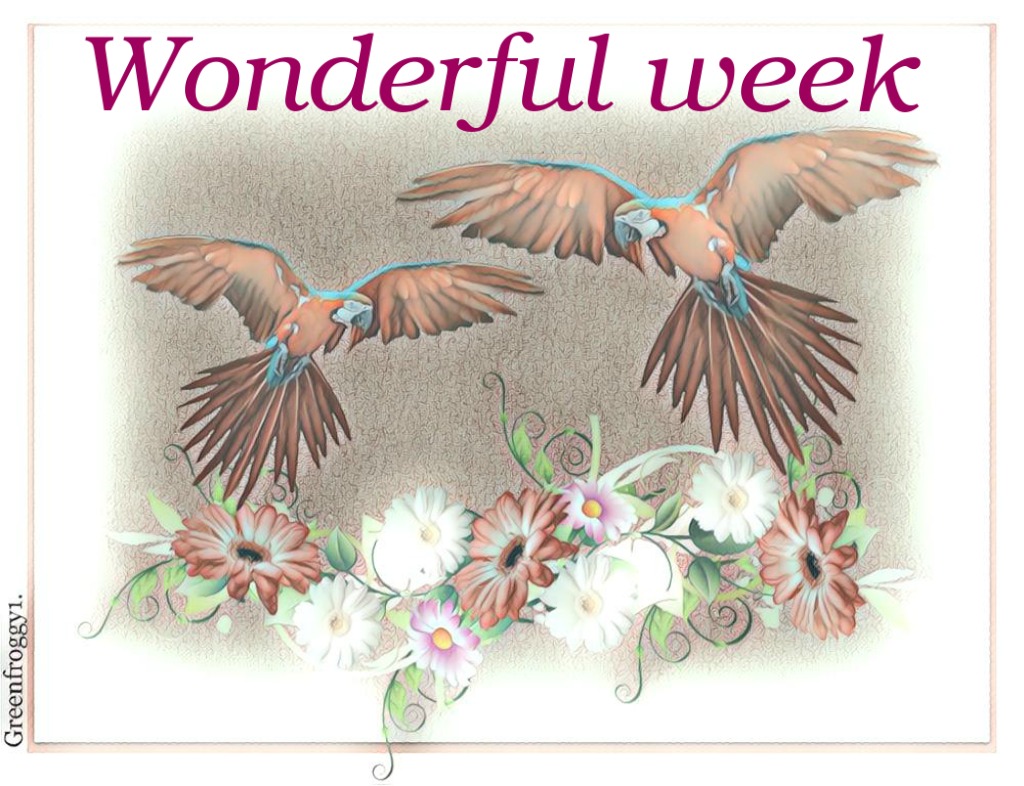 WONDERFUL WEEK by GREENFROGGY1