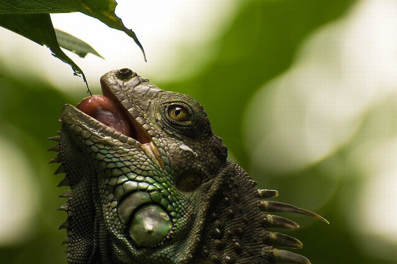 Download Lizard Animal Iguana Image