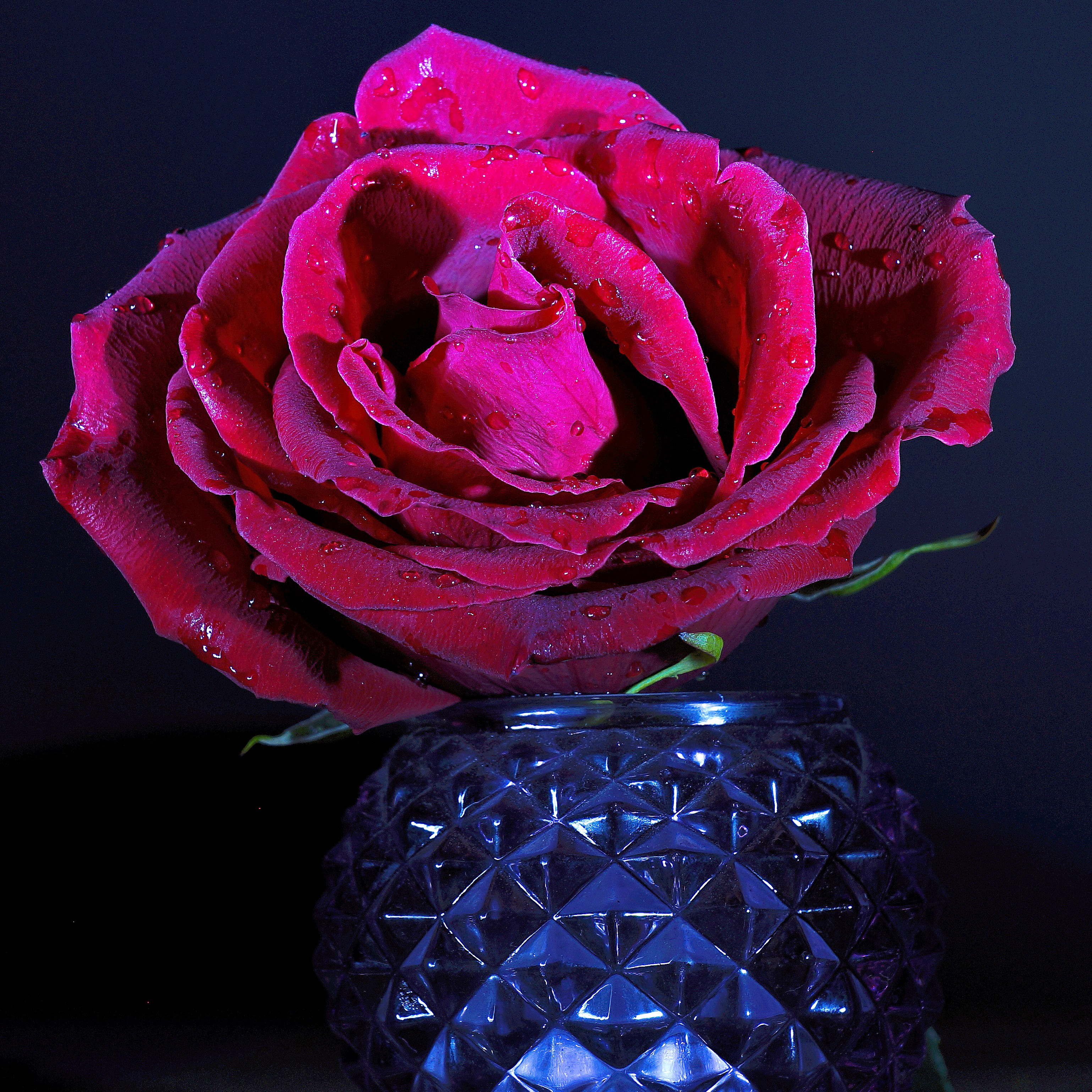 Rose photographed in a pitch black room using light painting technique ...
