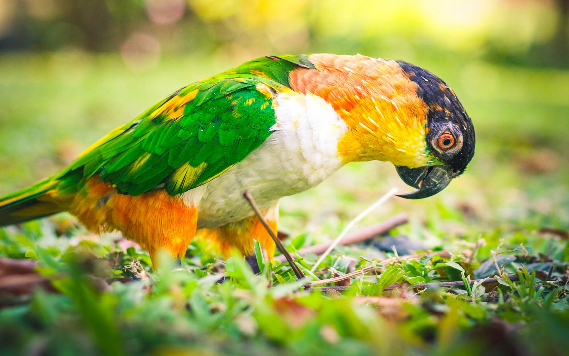Download Caique Bird Animal Parrot Image