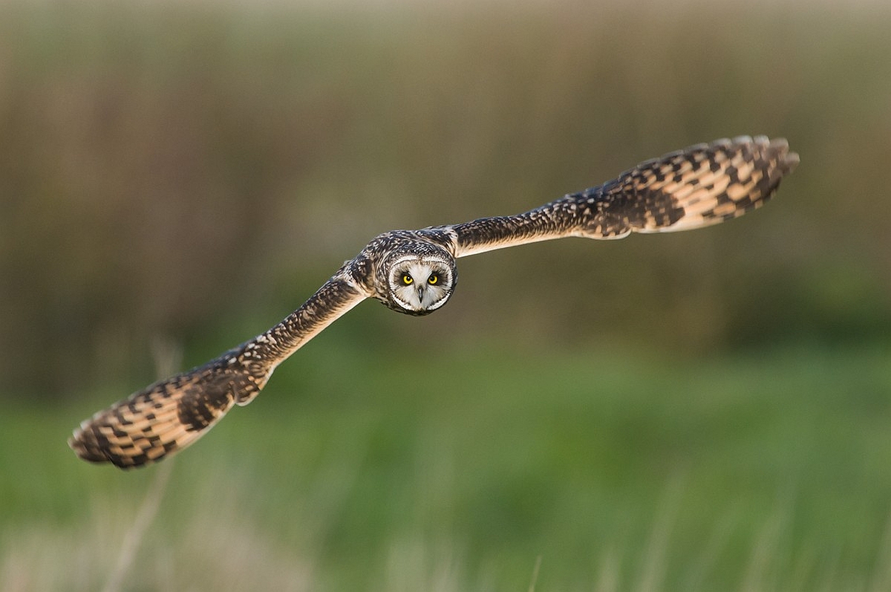 Owl Picture - Image Abyss