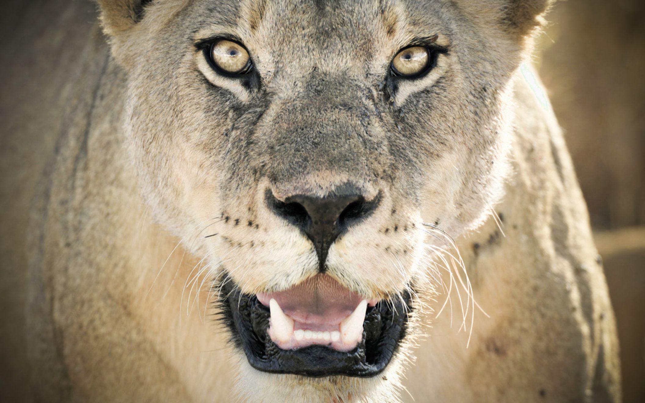 Download Close-up Face Animal Lion Image
