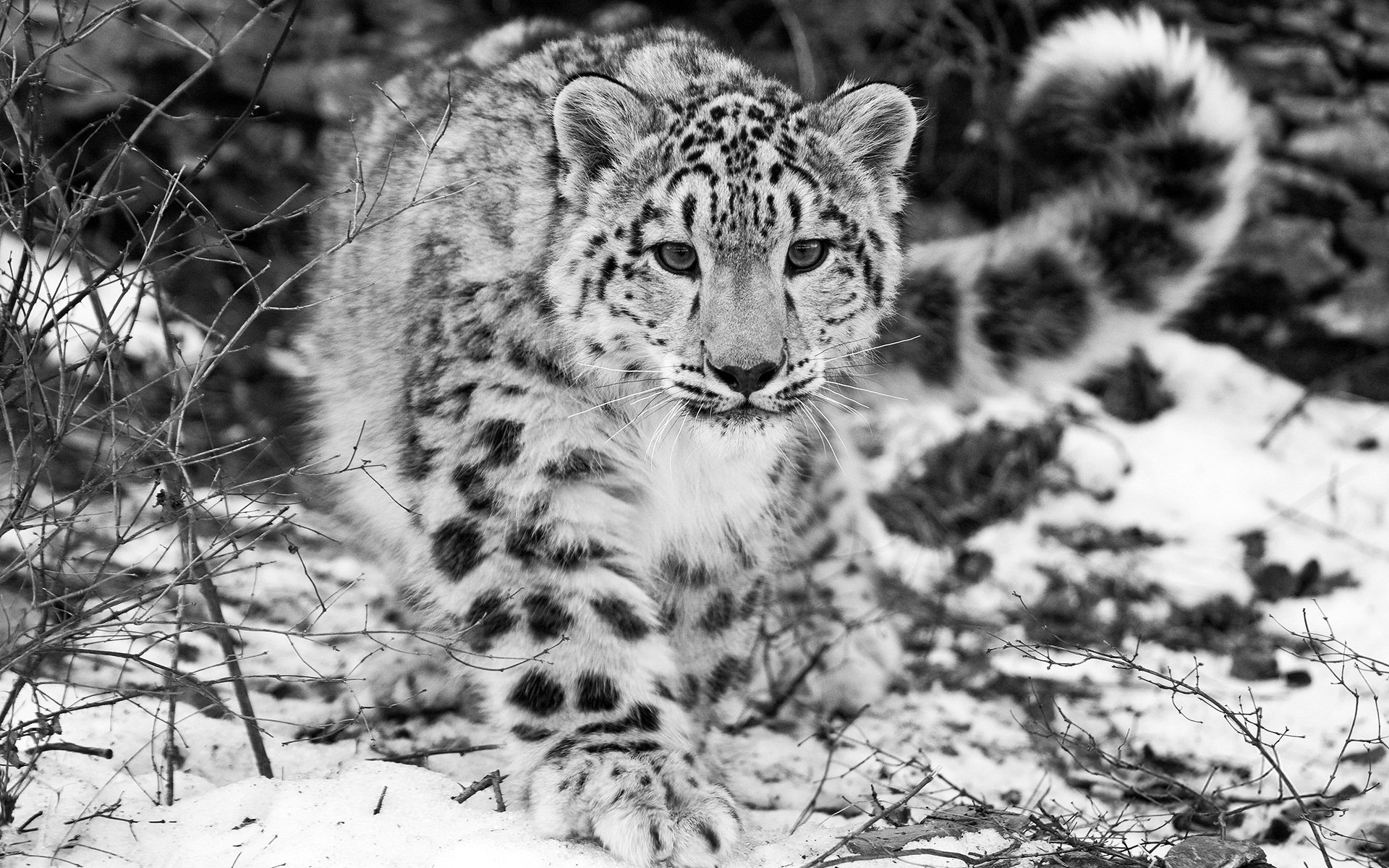 Majestic Snow Leopard in Striking Black & White
