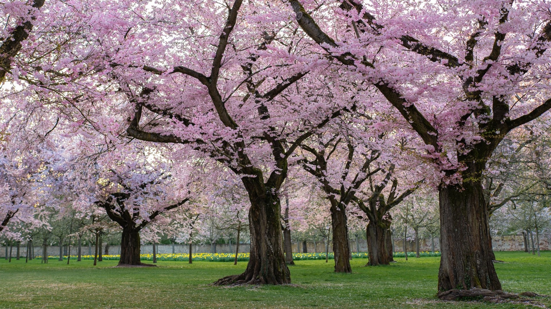 Download Pink Flower Tree Cherry Blossom Spring Photography Park Image