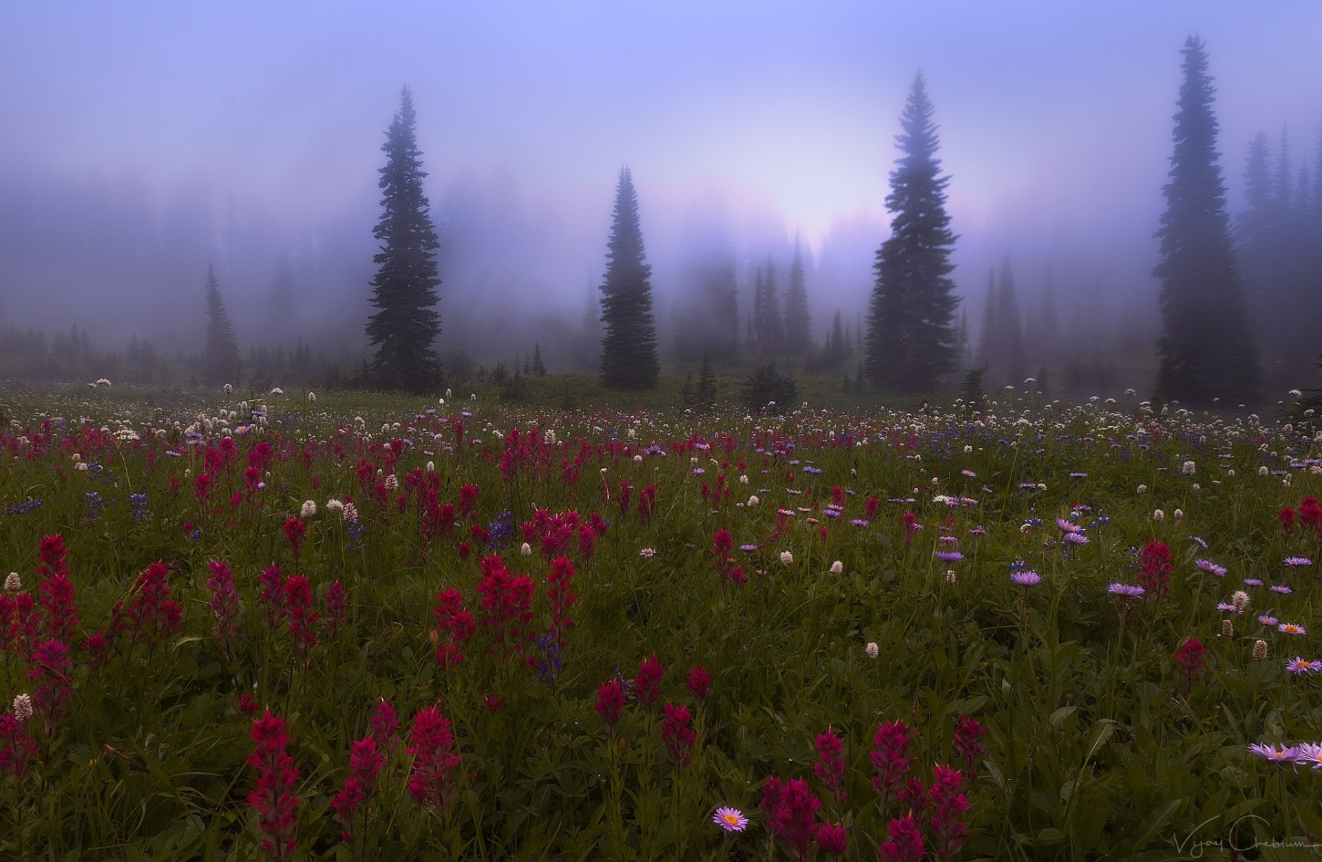 Fog - Desktop Wallpapers, Phone Wallpaper, PFP, Gifs, and More!