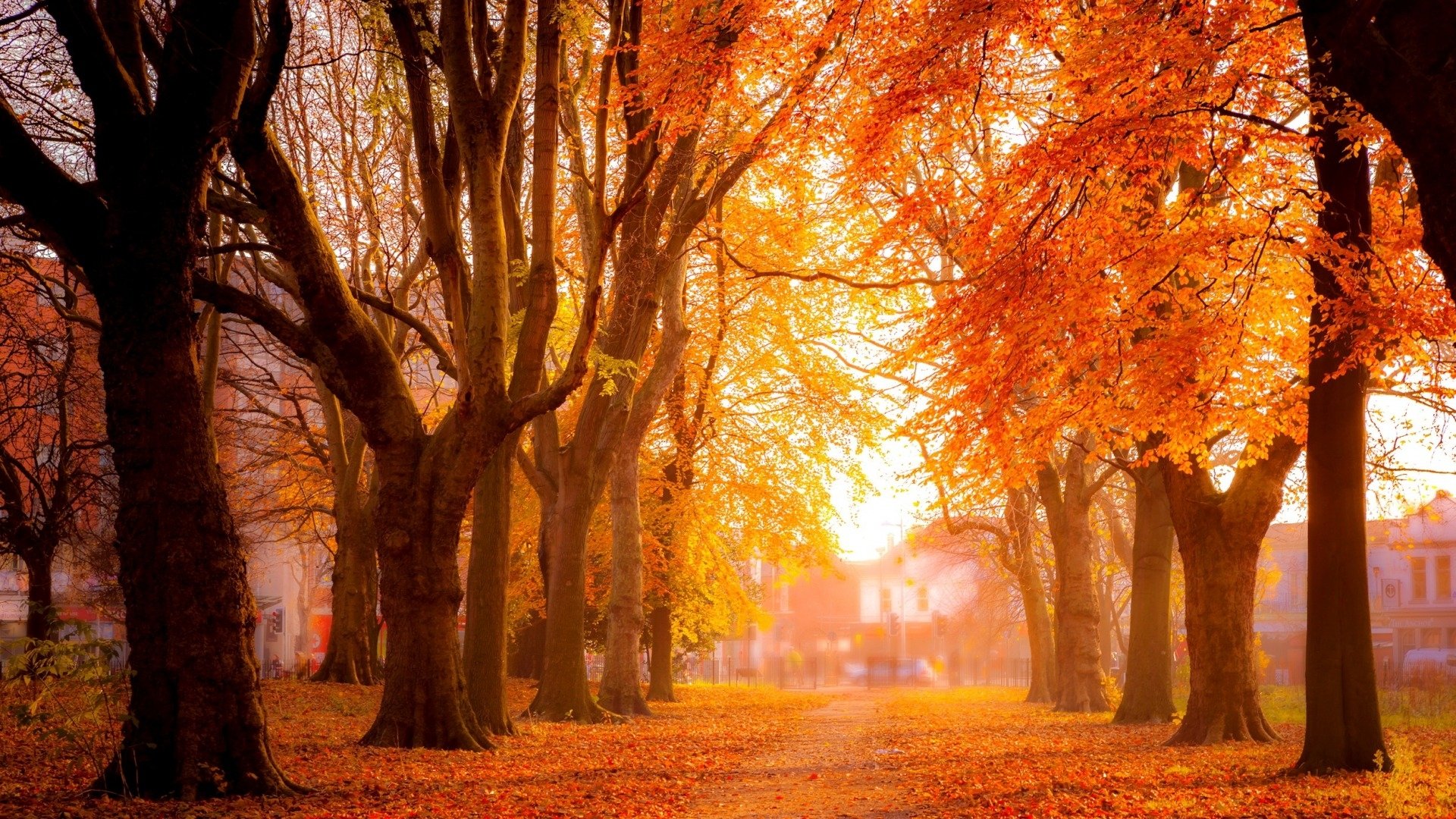 Amber Canopy — Autumn Path Through the Trees