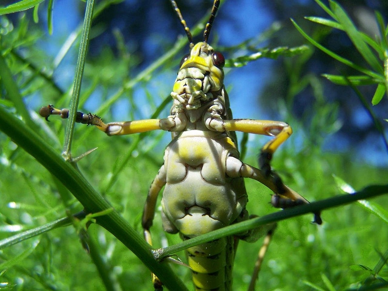 Download Animal Insect Image
