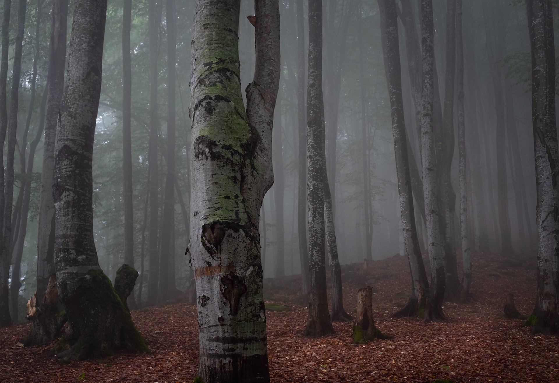 Download Fog Tree Nature Forest Image