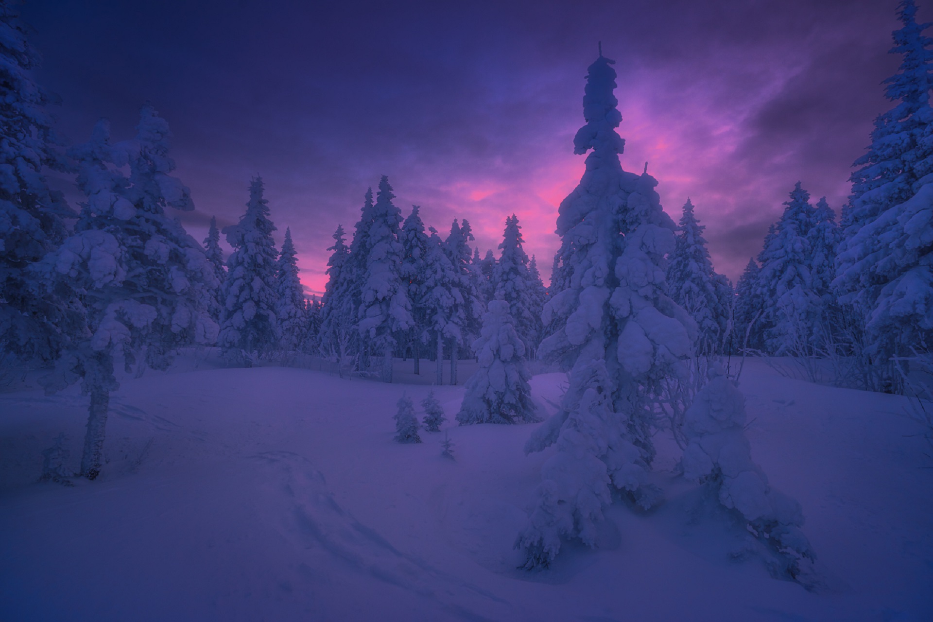 Download Purple Sunset Snow Forest Nature Winter Image