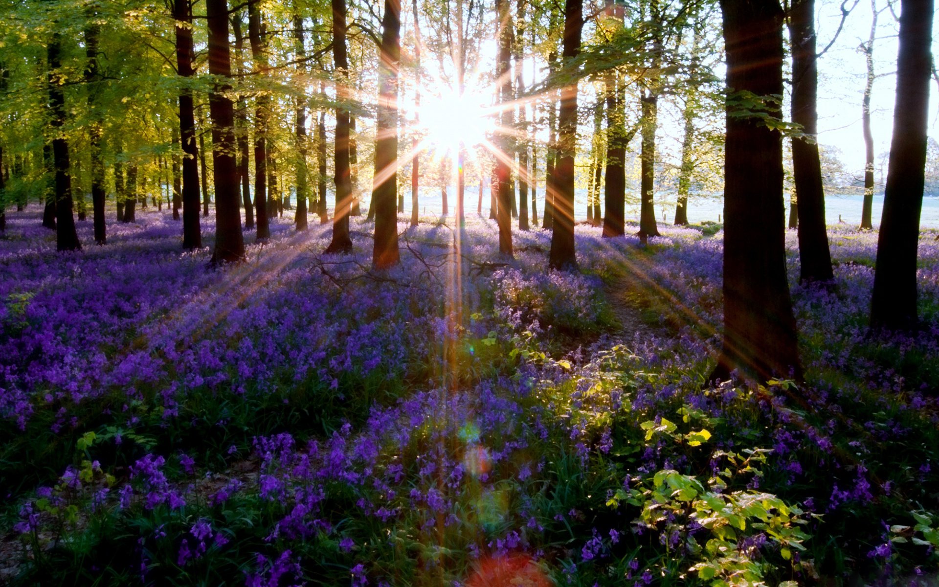 Sunlit Forest Glow Amidst Blooming Nature
