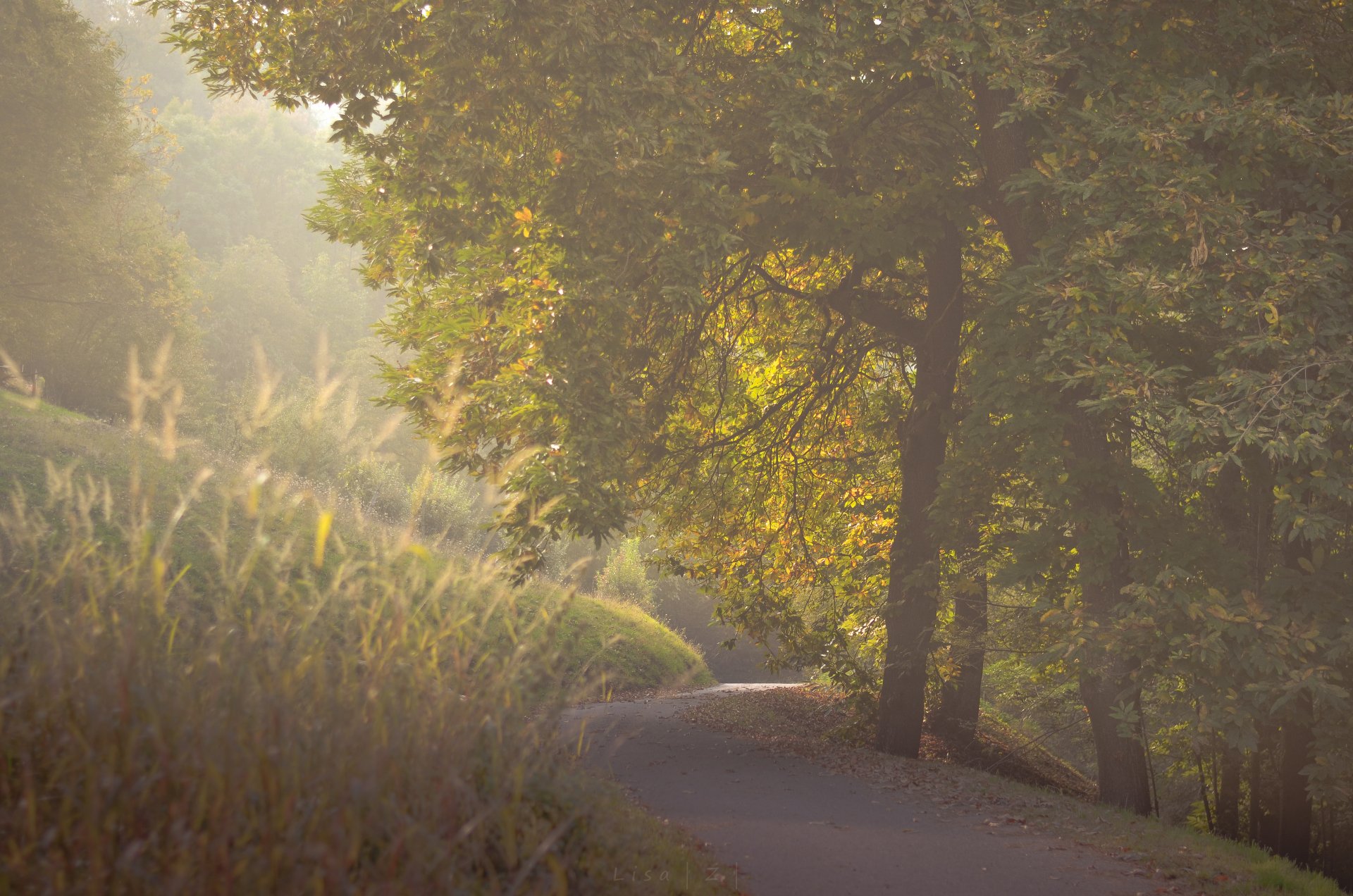 Download Nature Grass Tree Man Made Path Image