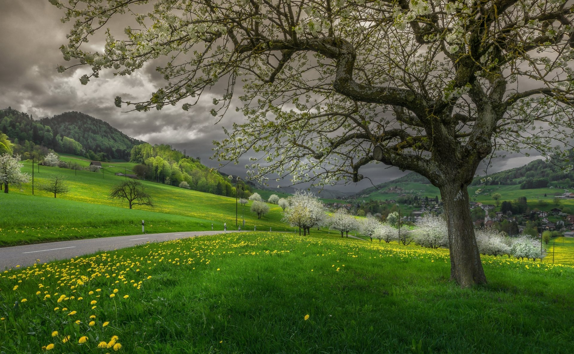 Download Cloud Spring Grass Blossom Tree Photography Landscape Image