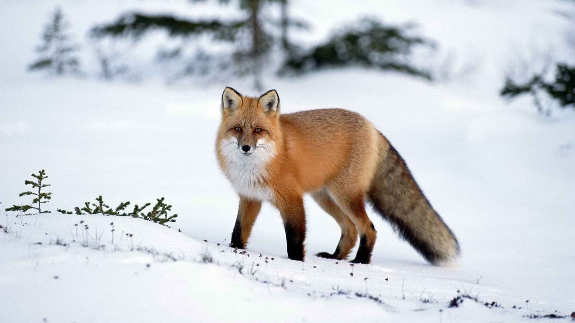 Winter's Grace: The Majestic Red Fox in a Snowy Landscape