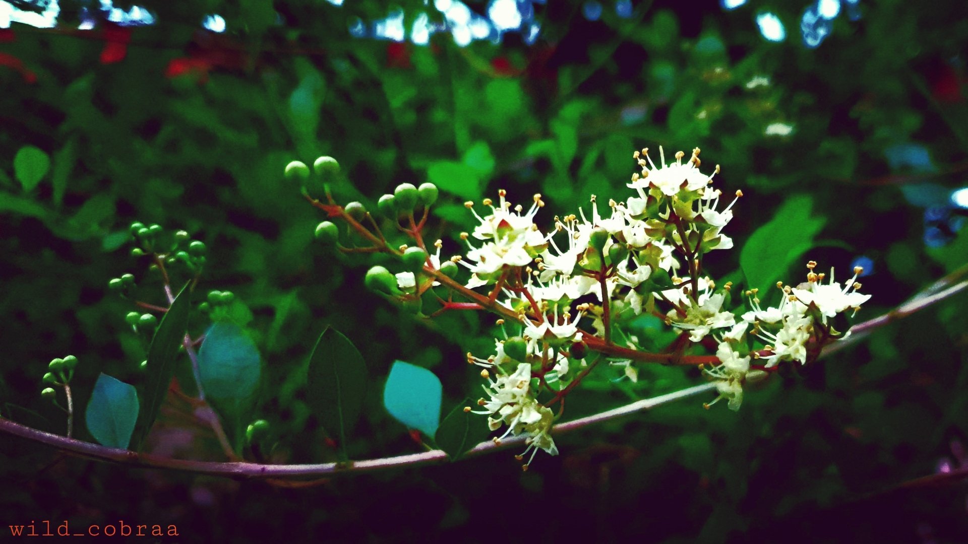 Heena plant Image - ID: 366548 - Image Abyss