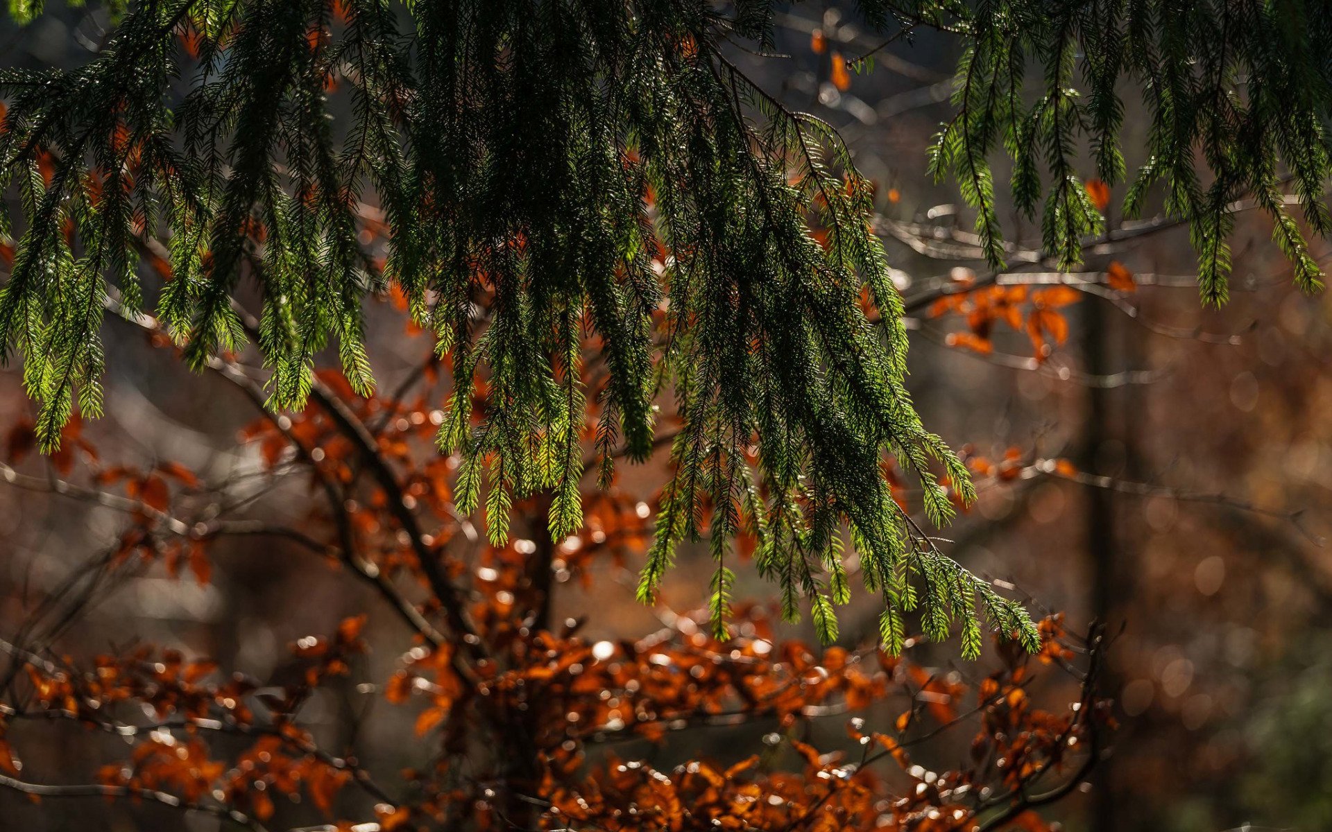 Spruce - Desktop Wallpapers, Phone Wallpaper, PFP, Gifs, and More!