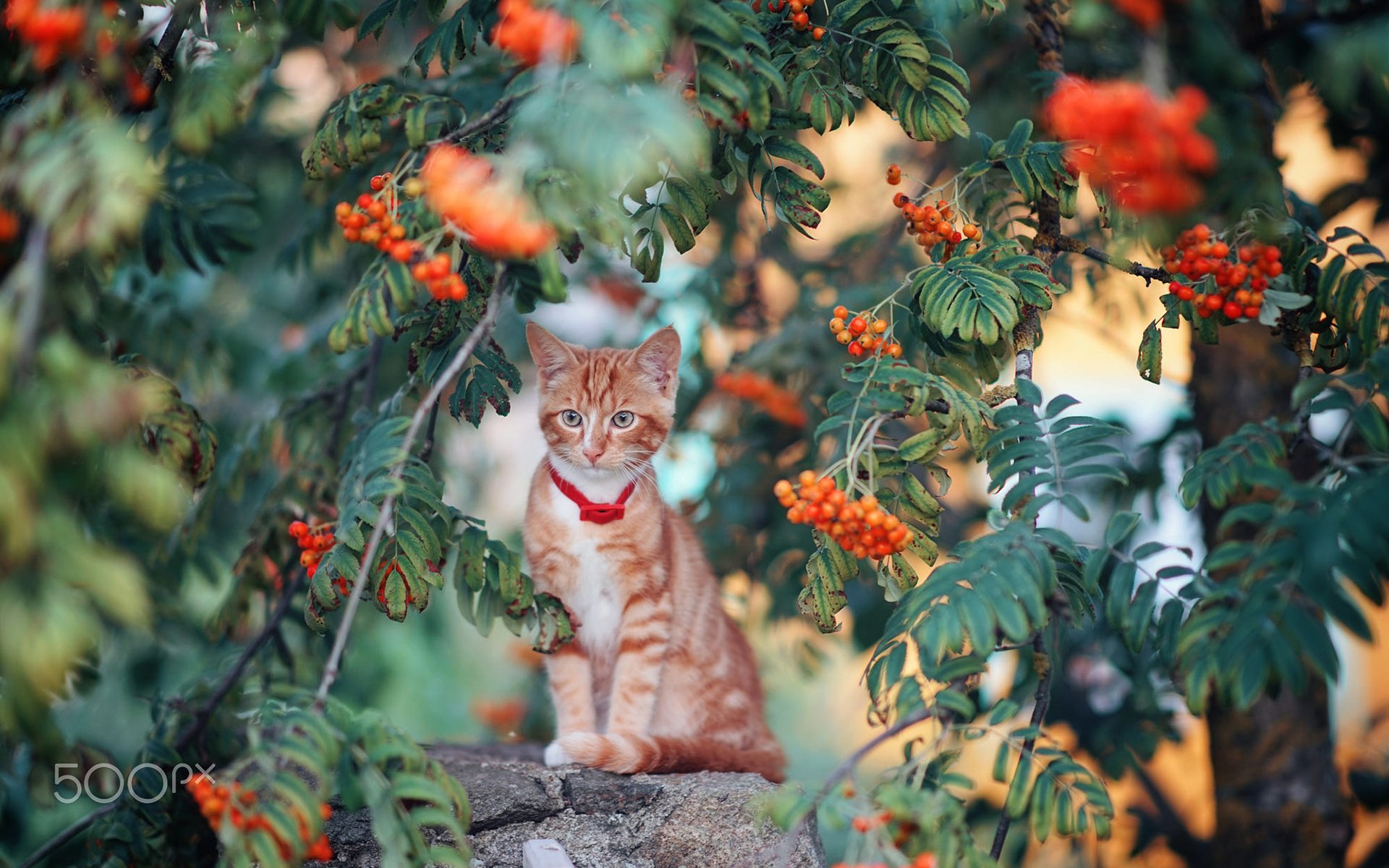 Rowan - Desktop Wallpapers, Phone Wallpaper, PFP, Gifs, and More!