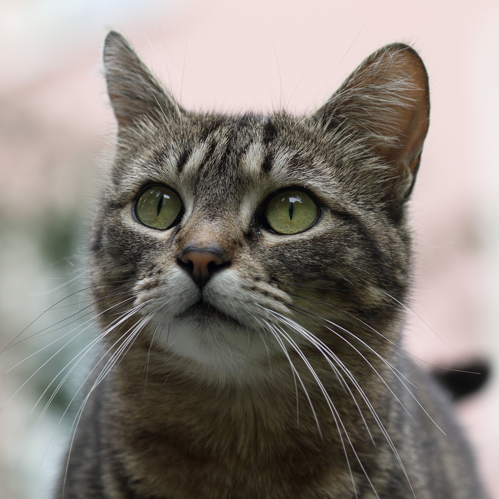 Cat Image - ID: 369354 - Image Abyss