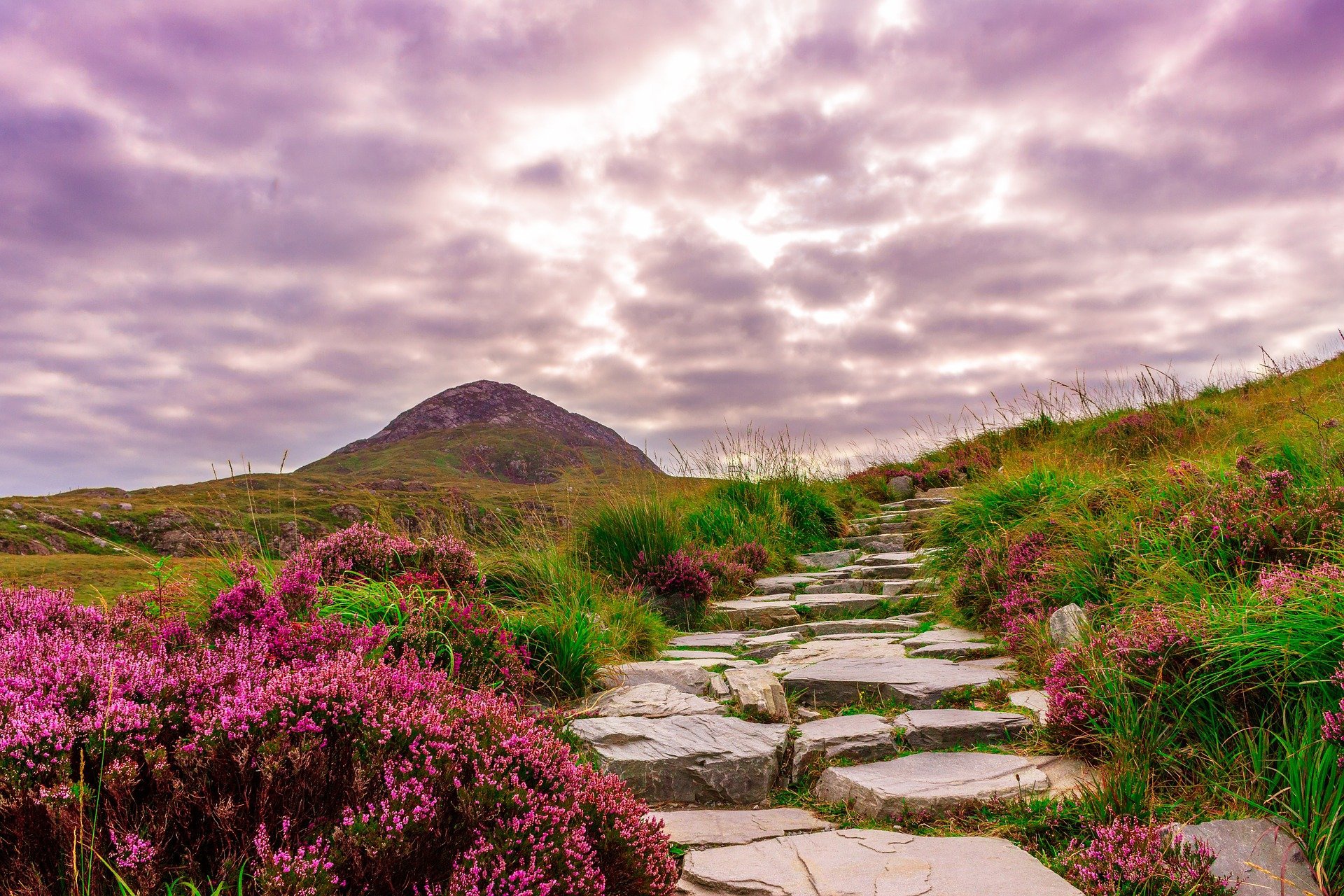Download Mountain Ireland Flower Nature Path Image