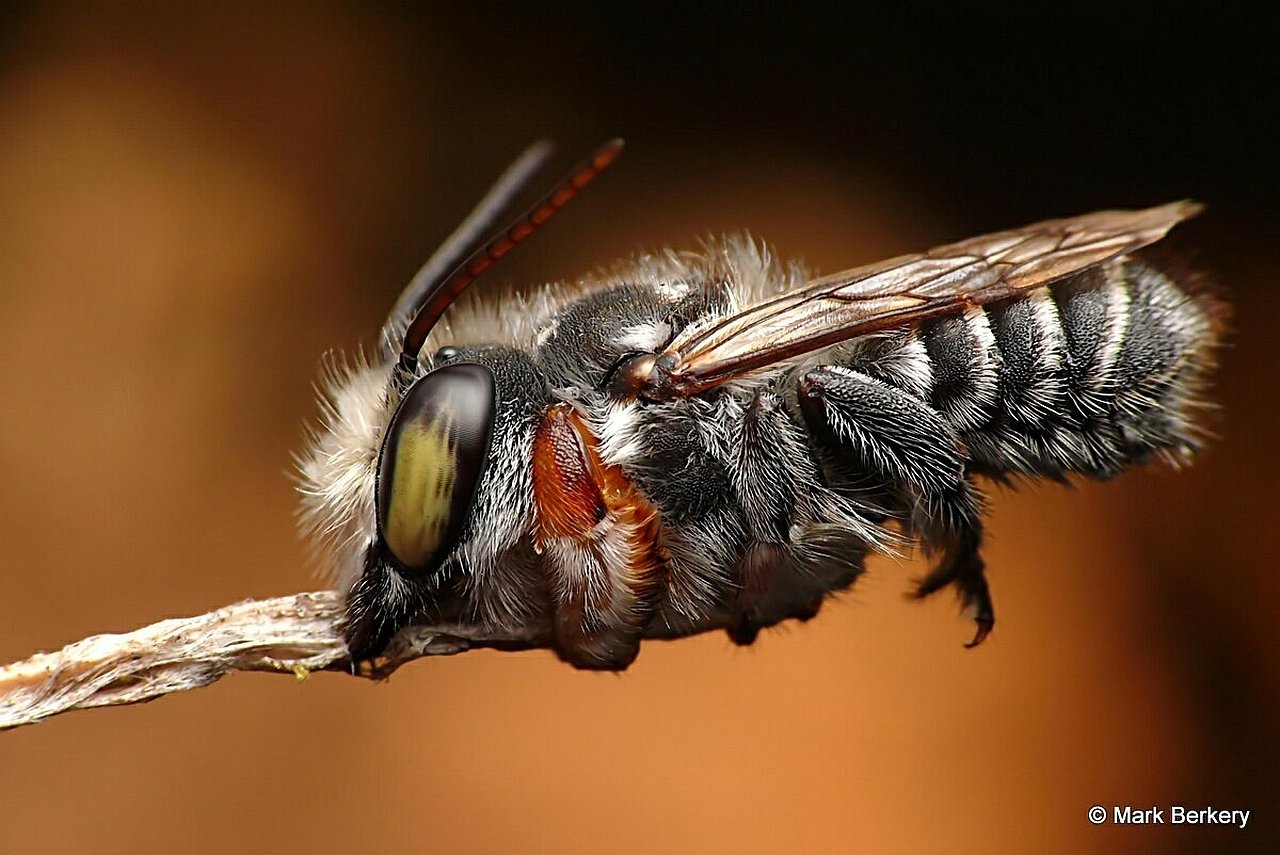 Download Animal Bee Image