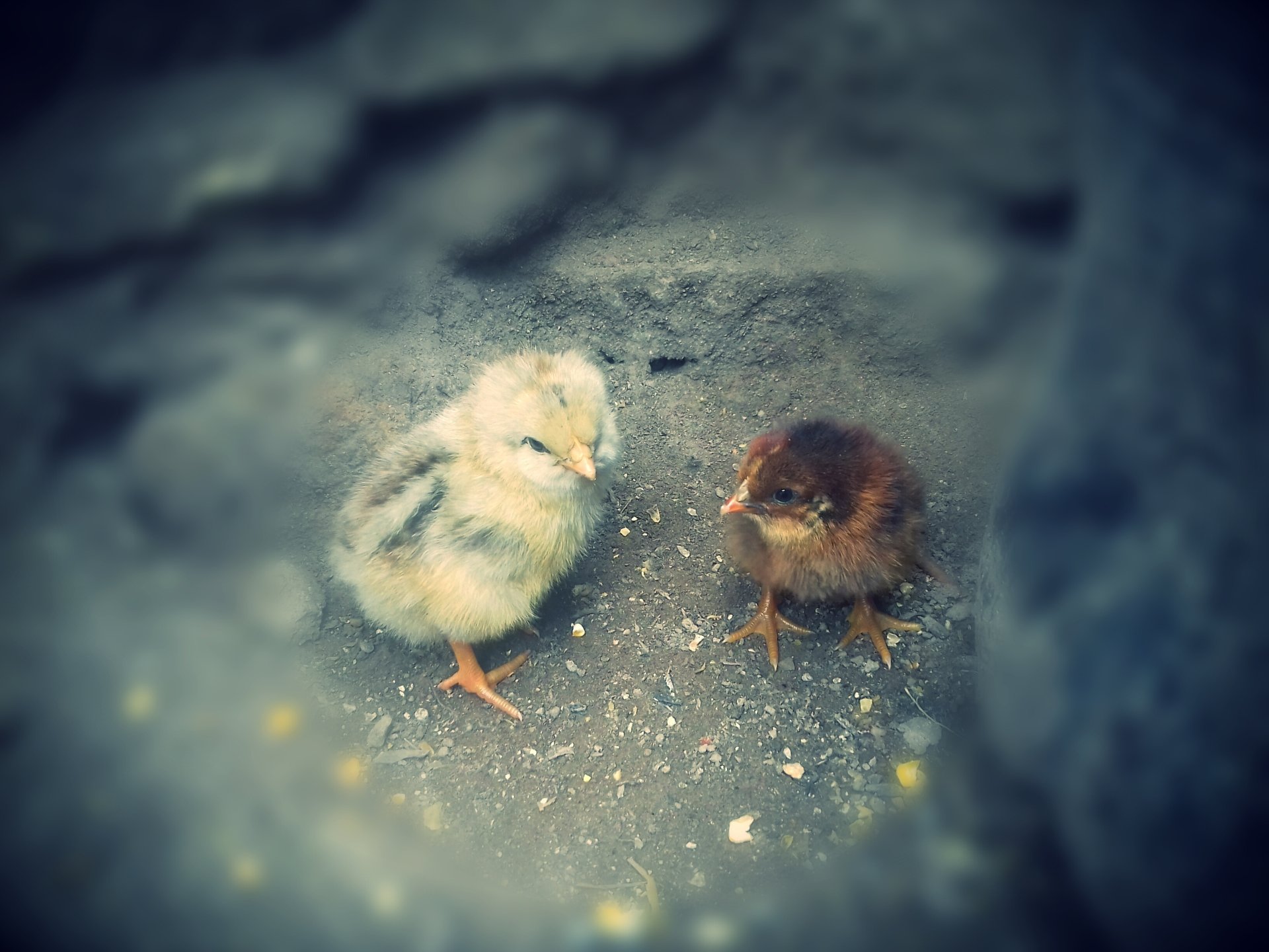 Chick - Desktop Wallpapers, Phone Wallpaper, PFP, Gifs, and More!