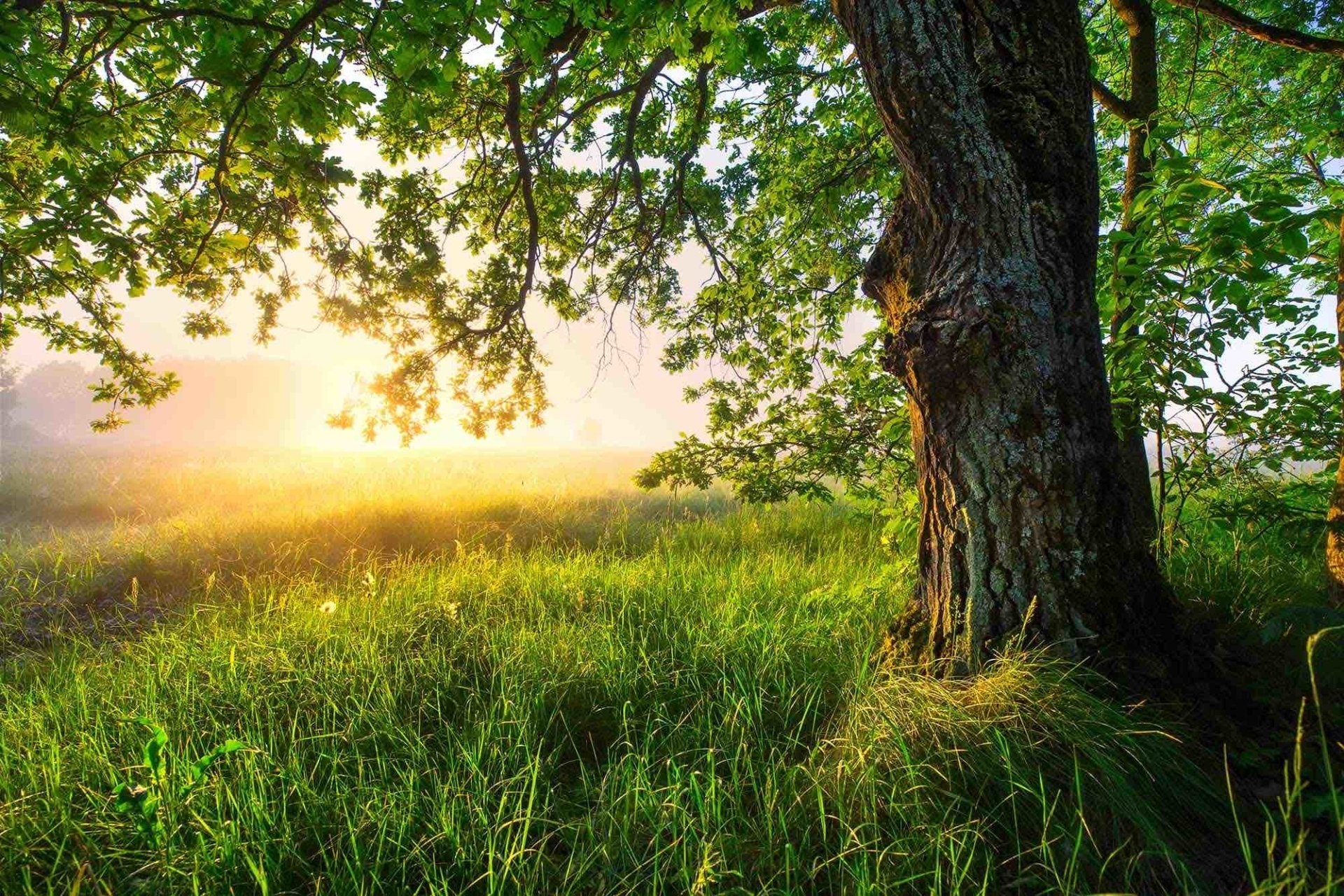 Download Grass Sunlight Nature Tree Image
