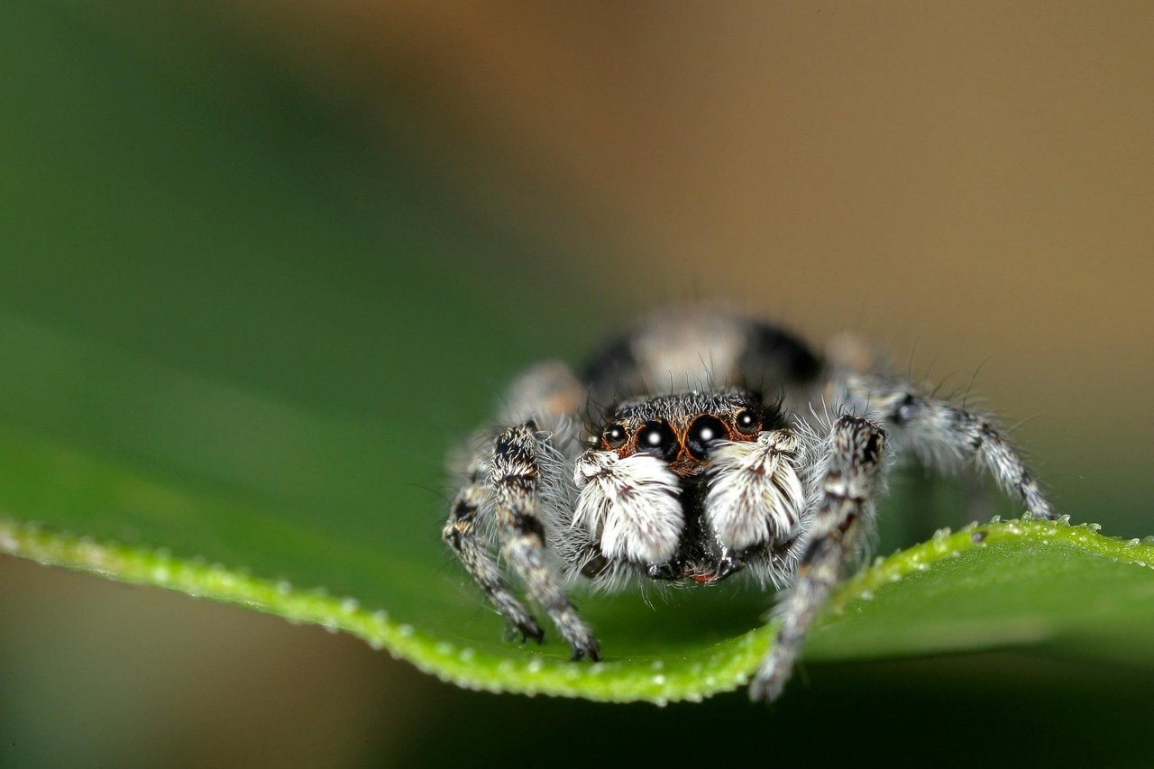 Download Jumping Spider Animal Spider Image