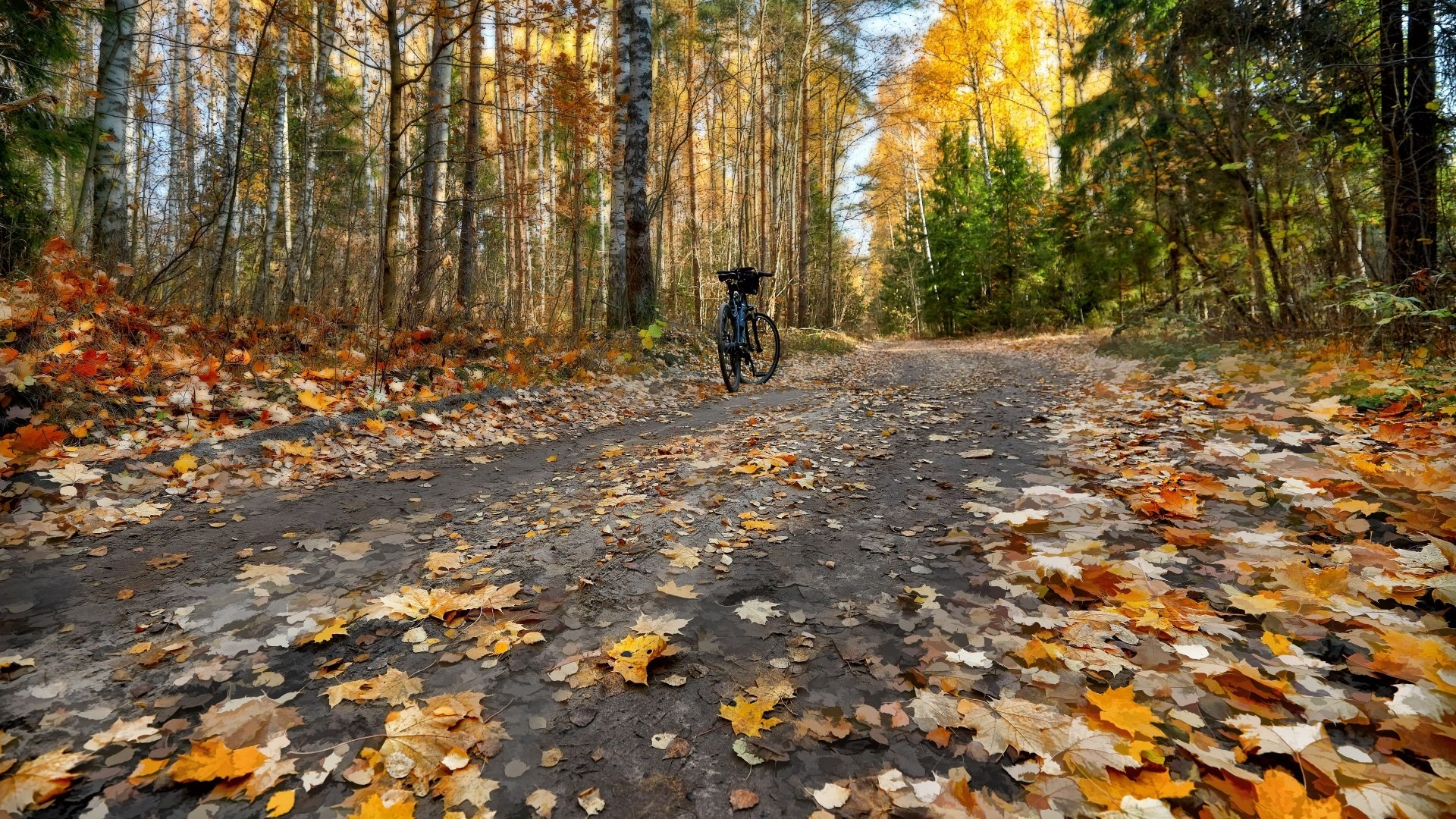 Download Leaf Fall Road Vehicle Bicycle Image