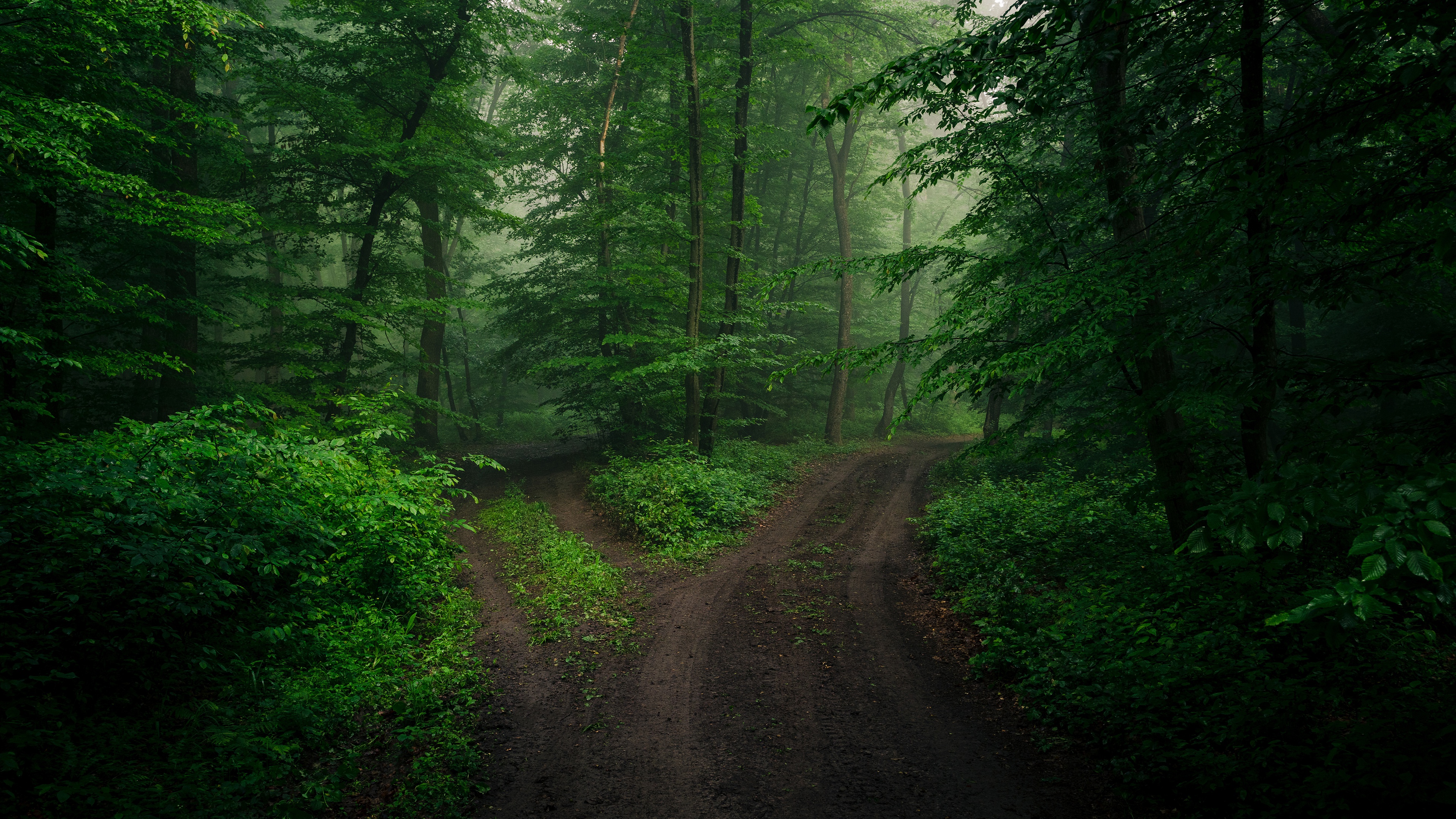 Download Summer Forest Road Man Made Path Image