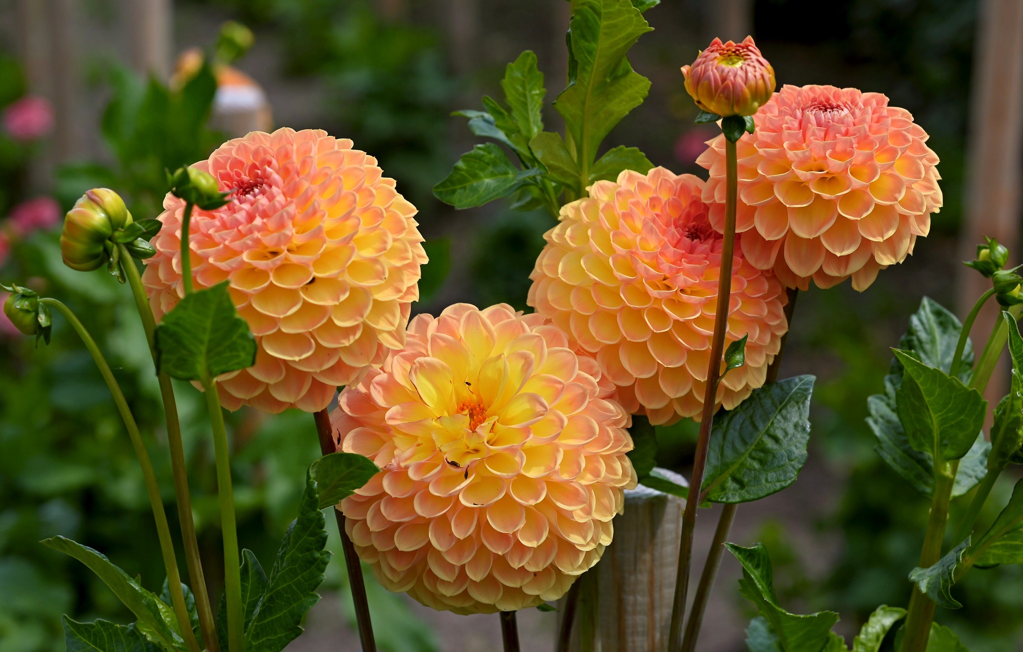 Dahlia Picture - Image Abyss