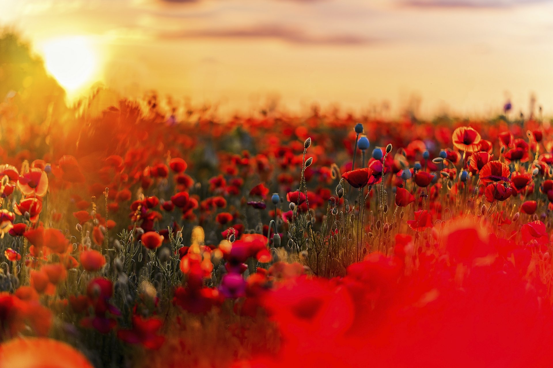 Download Flower Summer Nature Poppy Image