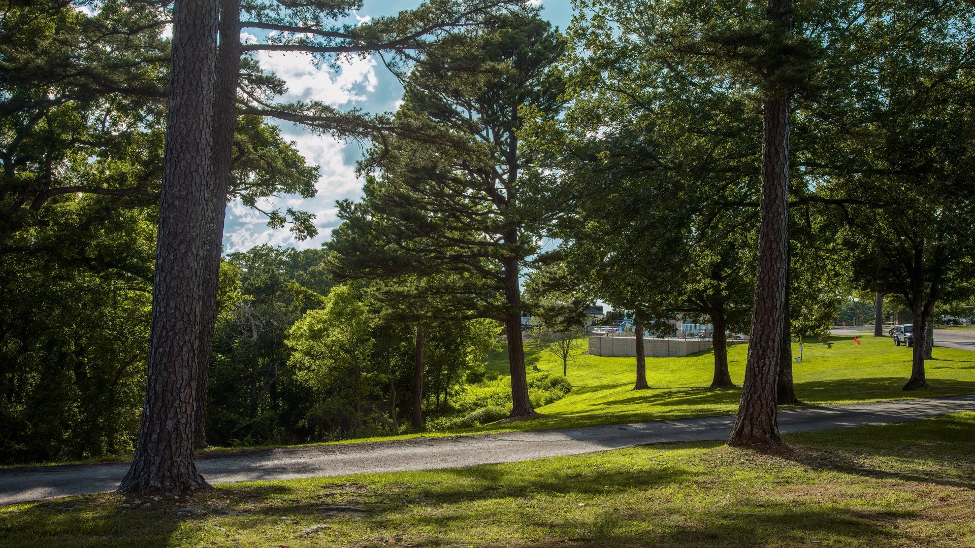 Download Pine Tree Path Photography Park Image