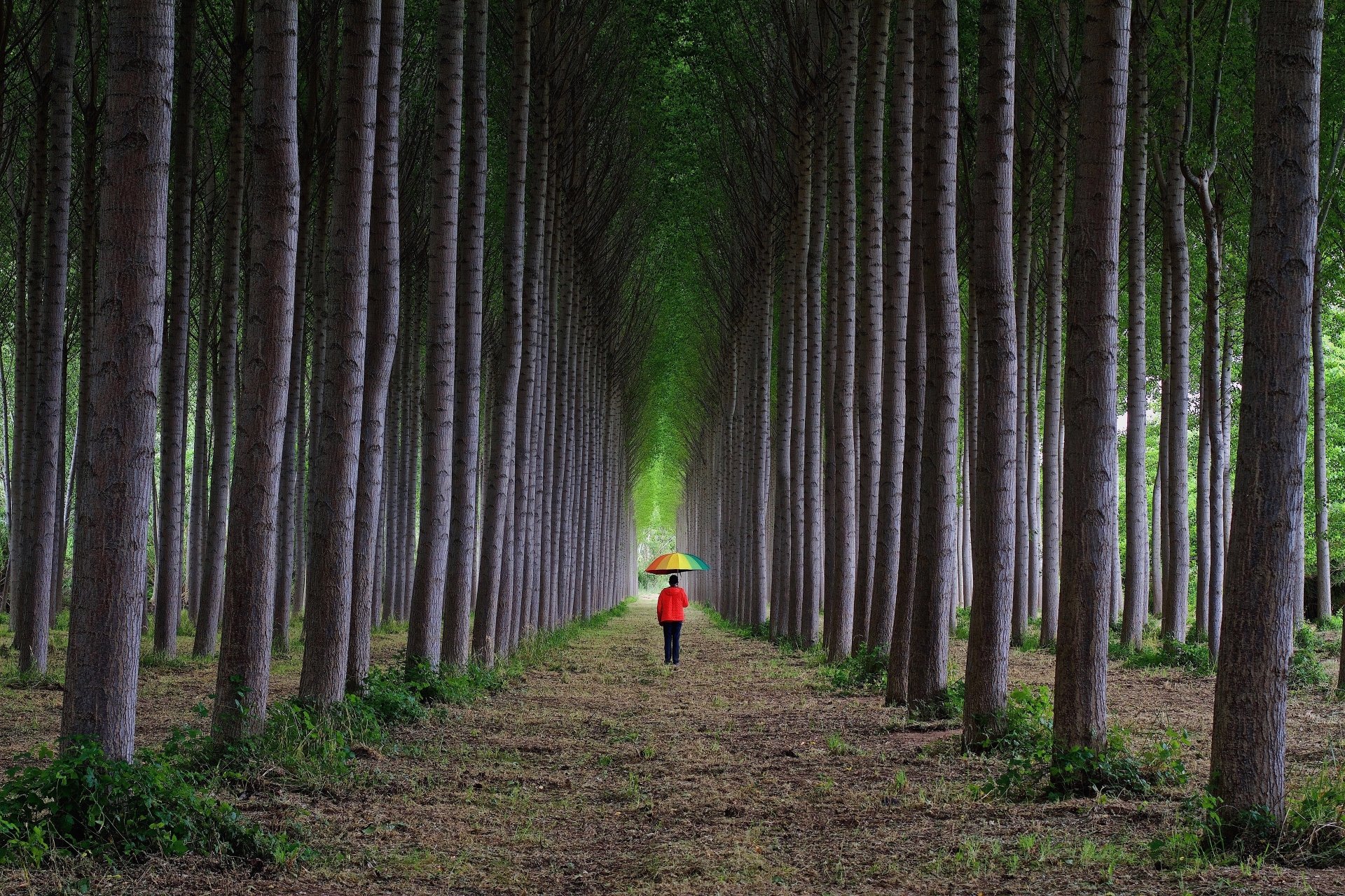 Download Umbrella Alley Tree Photography Park Image