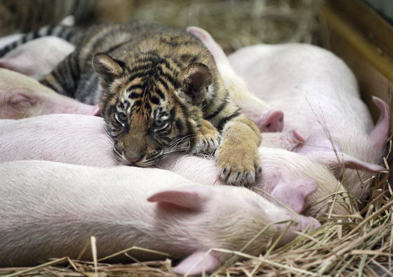 Cute Tiger Cub Cuddling with Playful Pigs