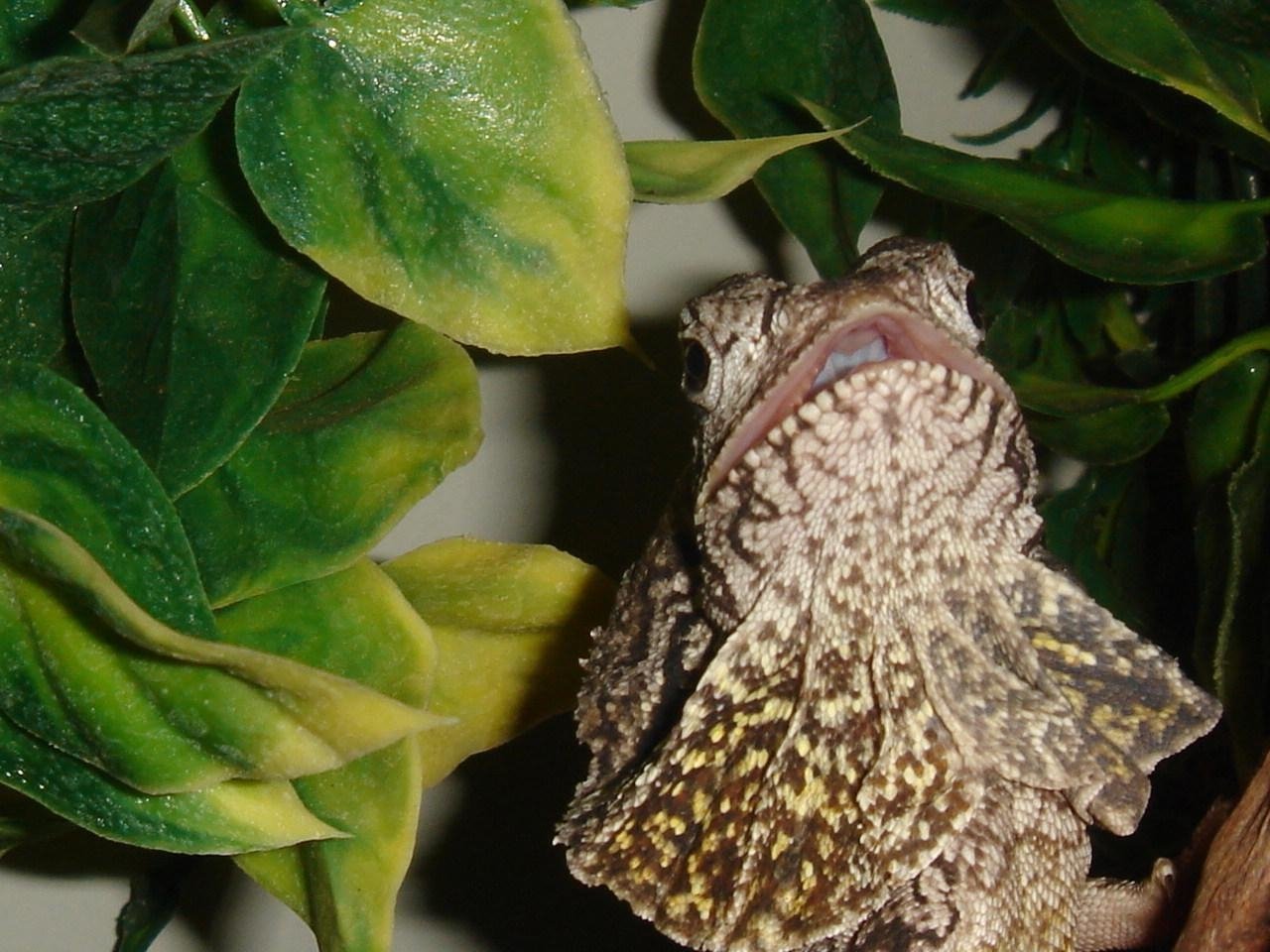 Frilled-neck Lizard - Desktop Wallpapers, Phone Wallpaper, PFP, Gifs ...