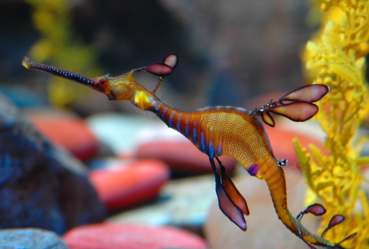 Leafy Sea Dragon Image ID 386727 Image Abyss
