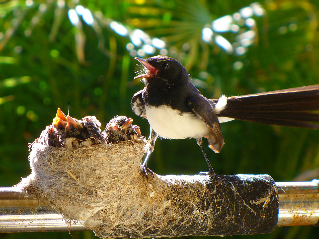 willy wagtail - Image Abyss