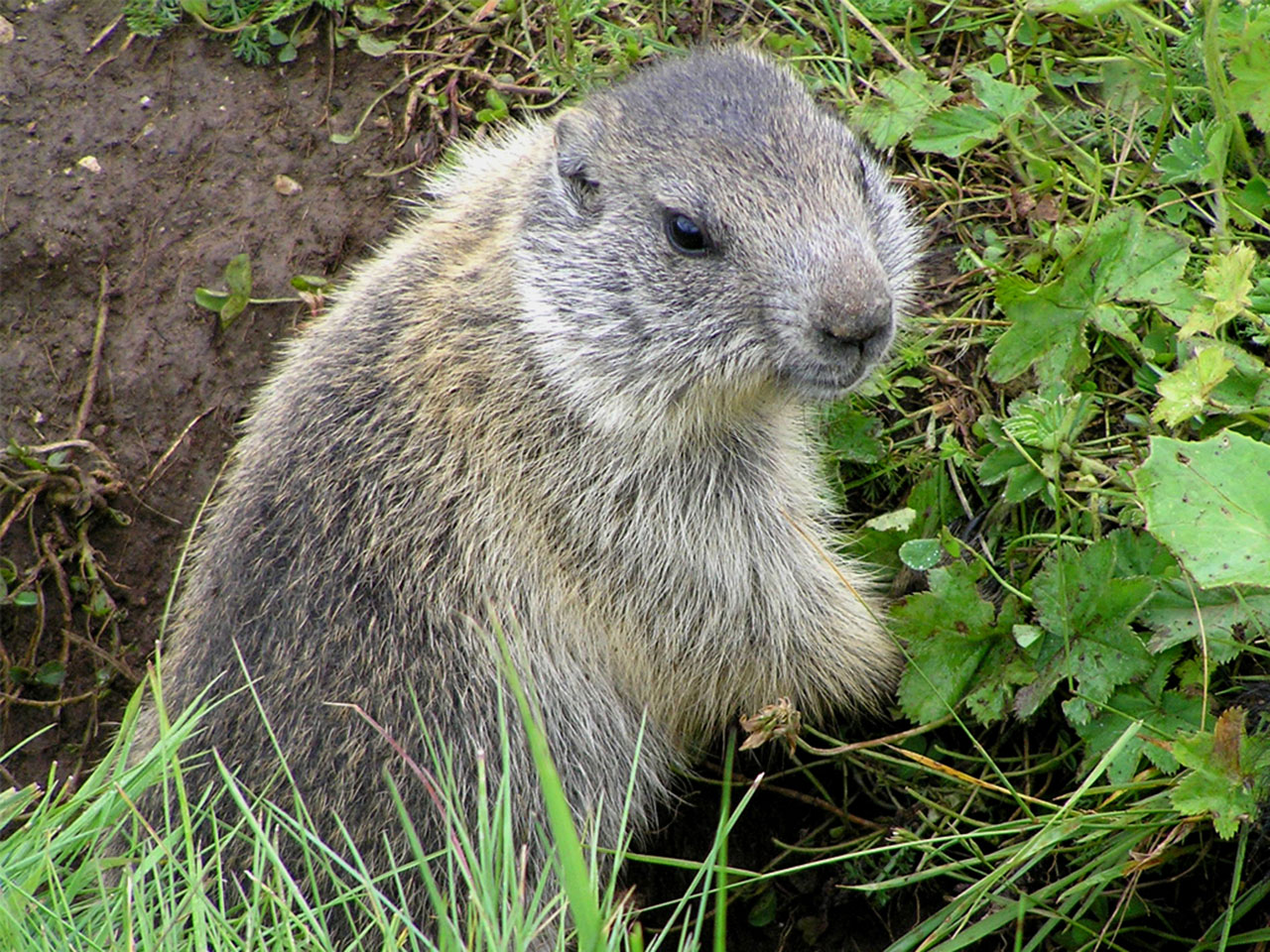 Download Animal Marmot Image