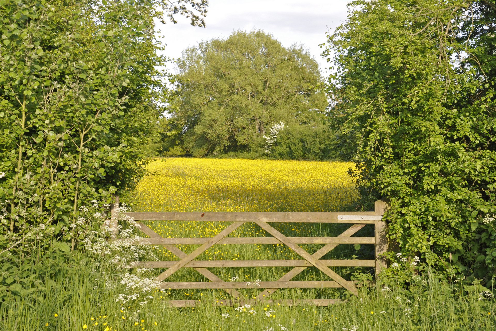 Download Meadow Flower Tree Photography Landscape Gate Image