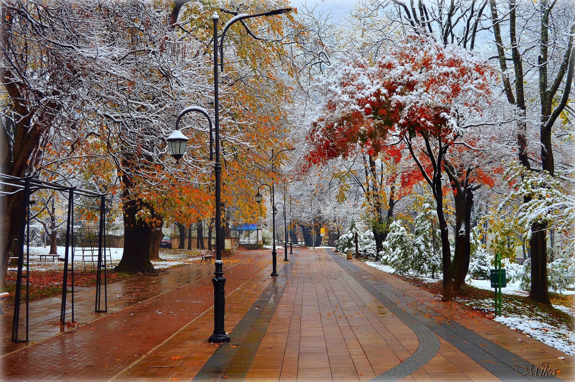 Download Snow Tree Photography Park Image
