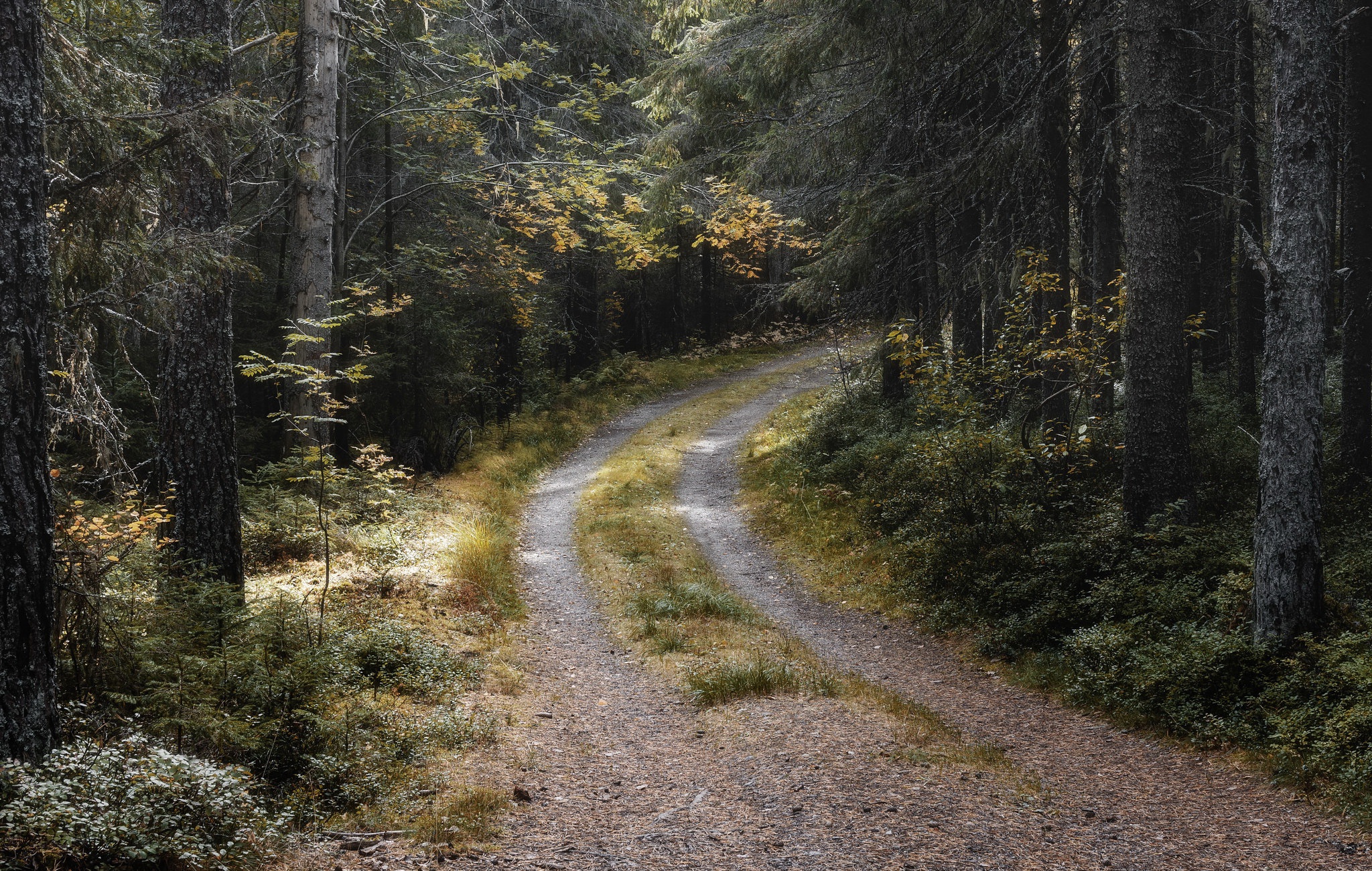 Download Fall Forest Road Man Made Path Image